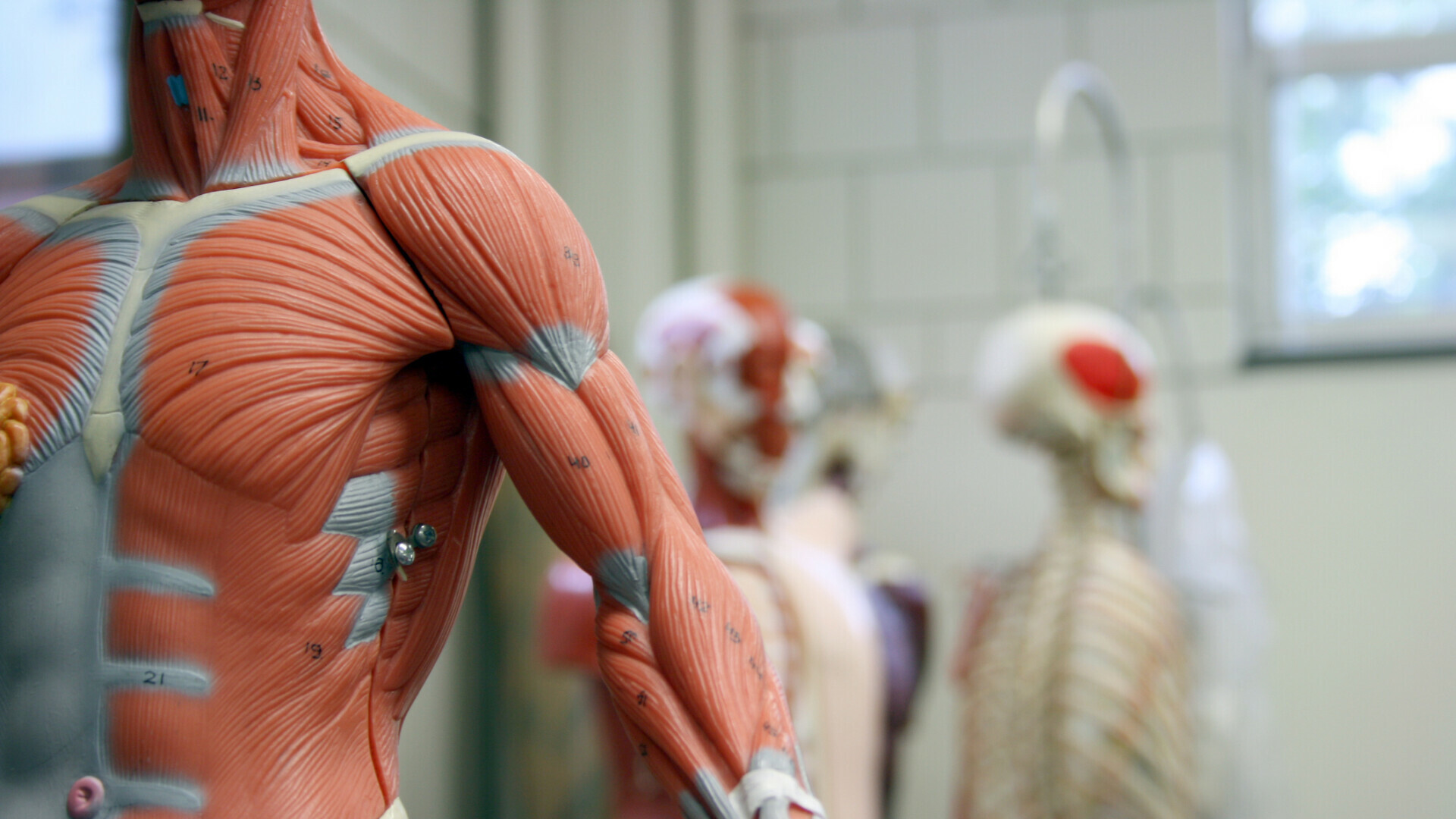 Liječnici su upravo definirali novi organ u ljudskom tijelu