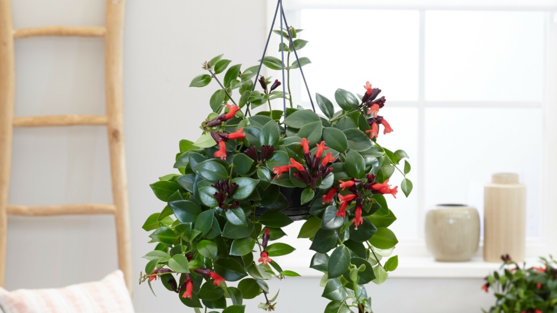 Mona Lisa među cvijećem: Biljka ispoliranih listova čiji cvjetovi ...