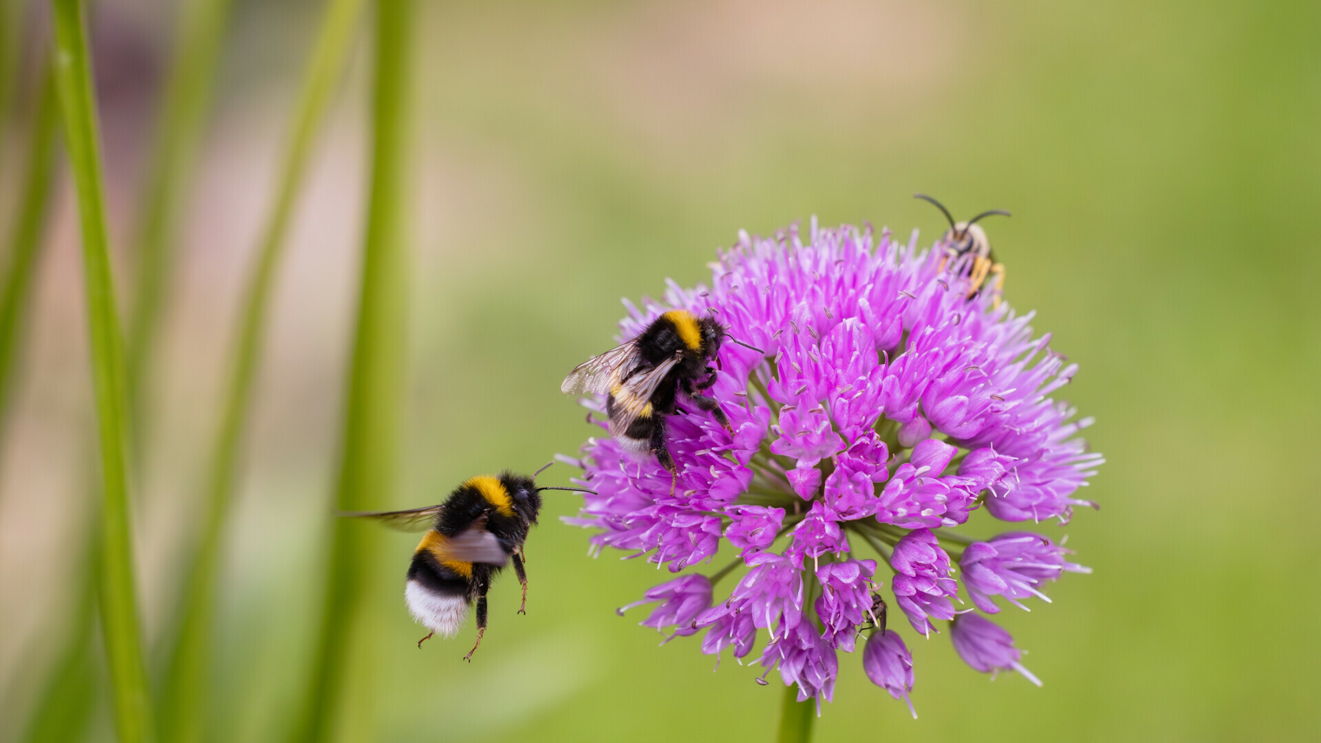 Znanstvenici ostali iznenađeni: Čimpanze i bumbari mogu učiti od drugih ...