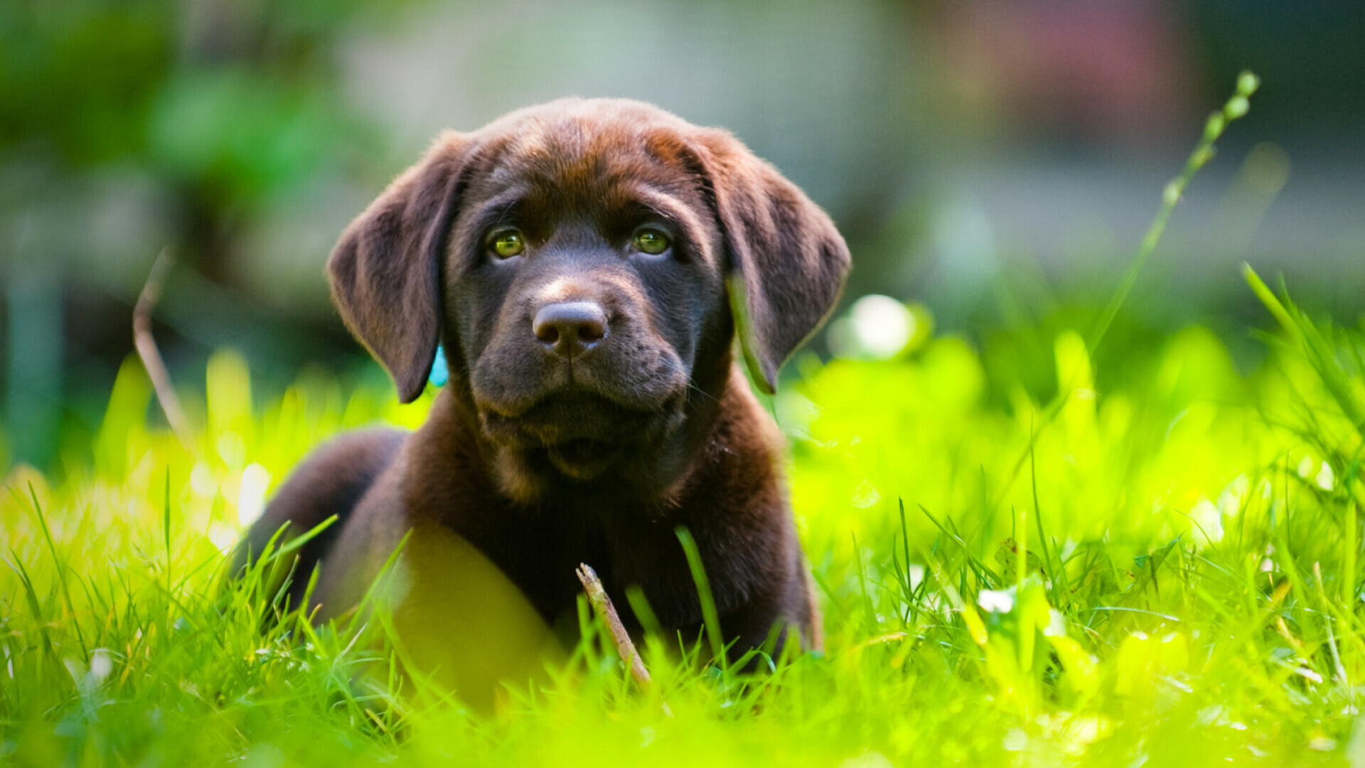 Dokazano: Igranje sa psom poboljšava koncentraciju kod ljudi