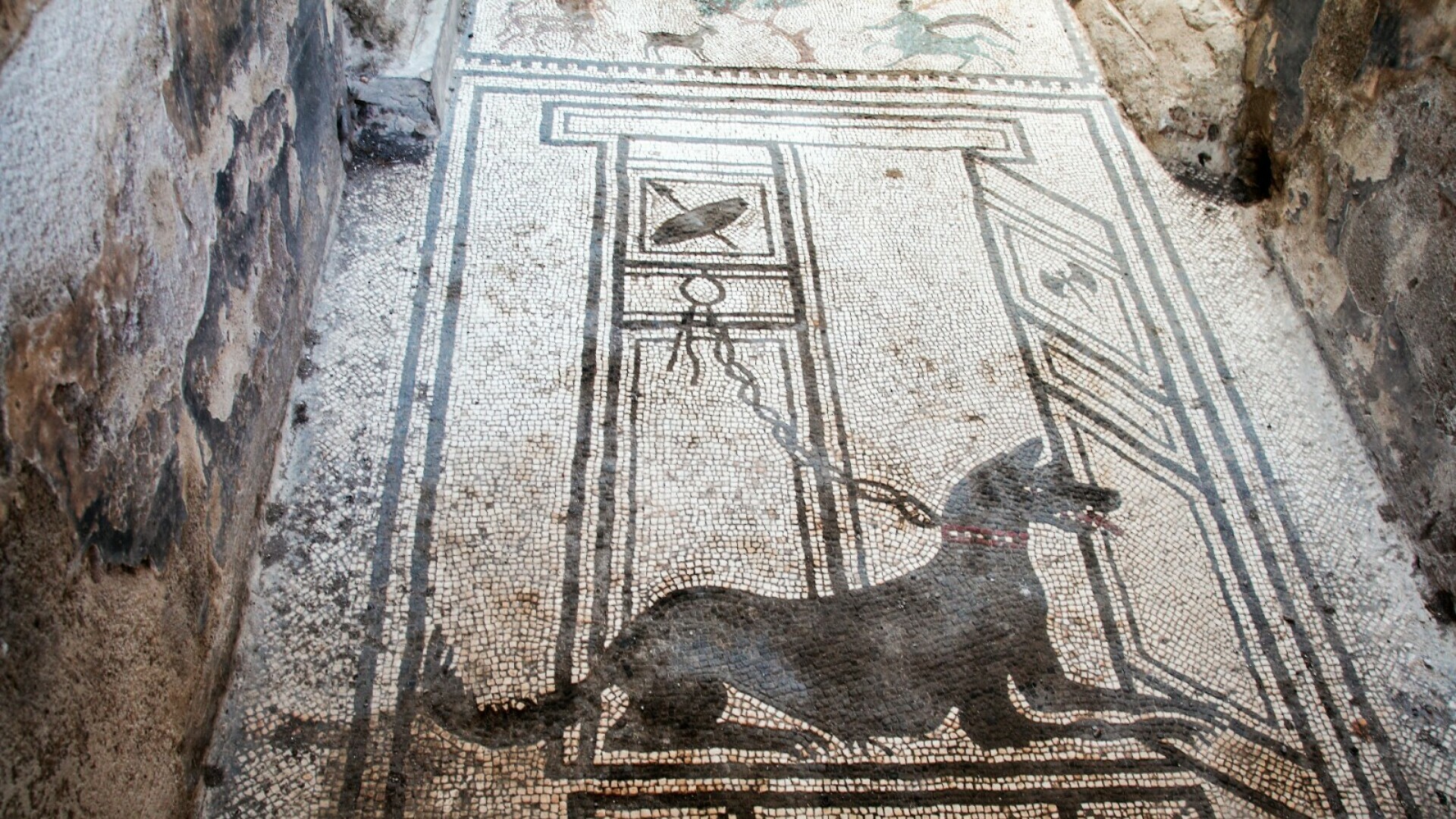 Koje su kućne ljubimce ljudi imali prije dvije tisuće godina?