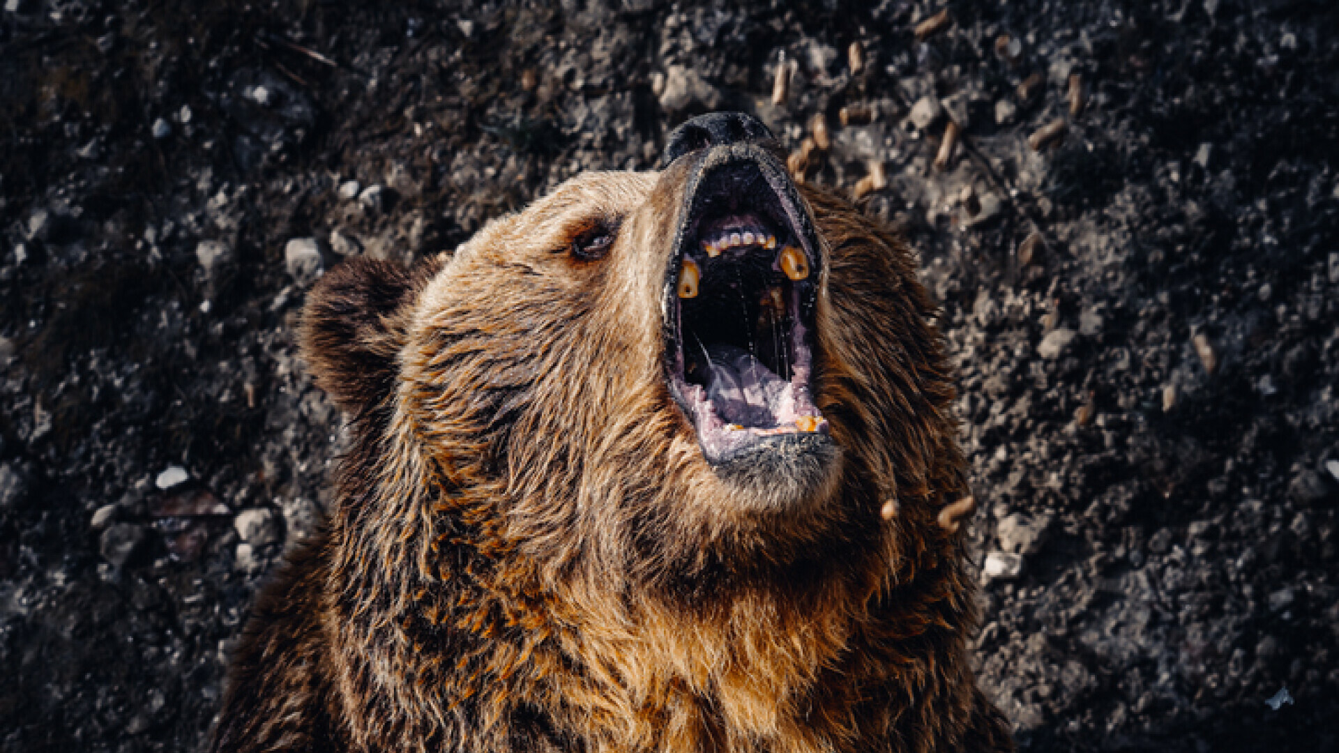 Slovačke vlasti podigle dronove kako bi ubile pomahnitalog medvjeda ...