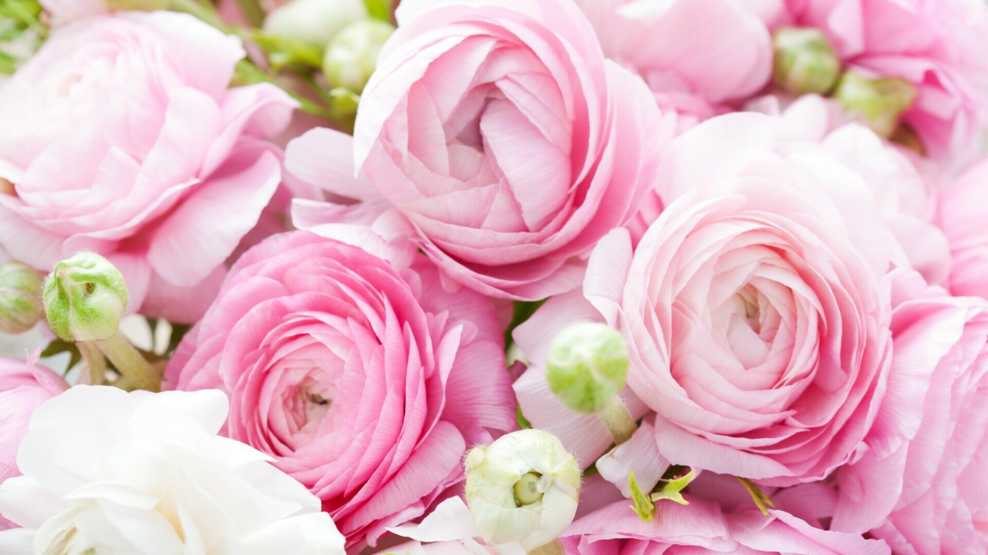 Ranunkula: Cvijet koji izgleda kao "sestra" ruže i božura