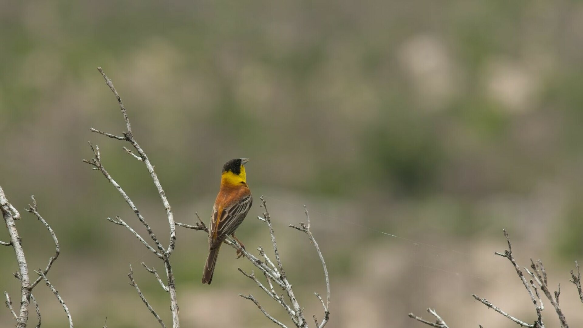 Ptice lete na istok: Nevjerojatna avantura sramežljivih stanovnika ...