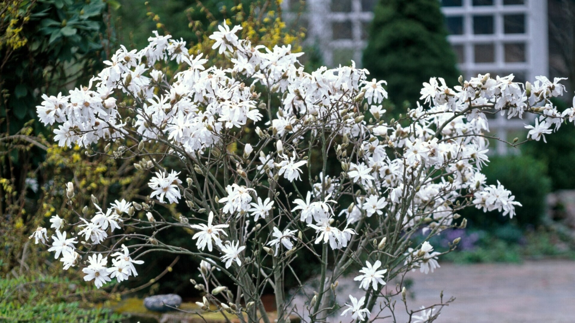 Sedam najčešćih vrsta magnolije, jedna je posebno impresivna
