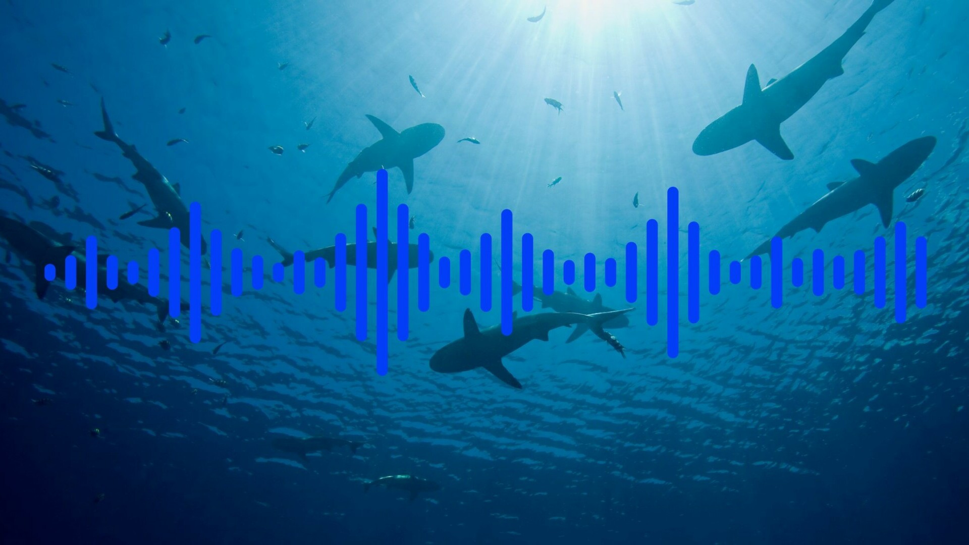 Poslušajte prve snimke glasanja morskog psa! Ipak nisu toliko tihi kao ...