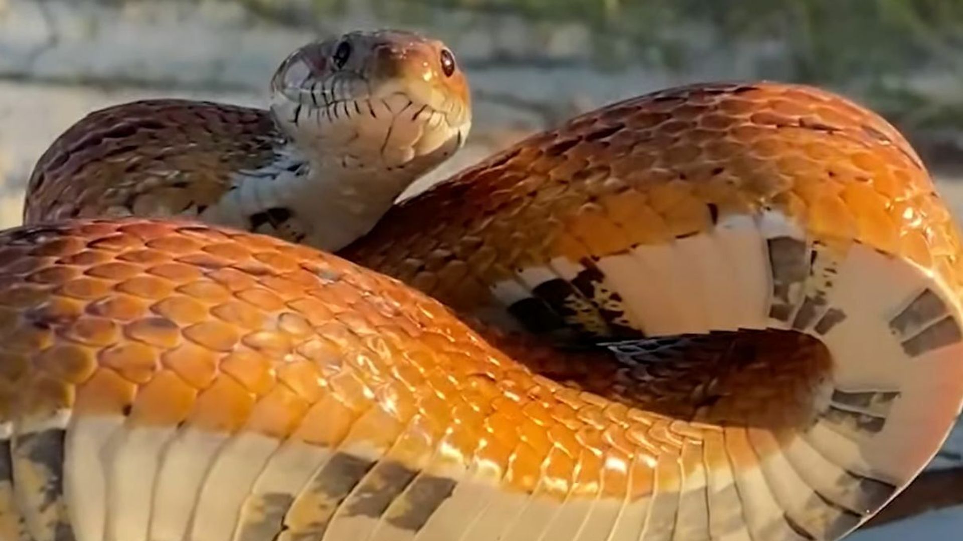 Fakin ili maneken? Zmija ga pošteno iznenadila pozom pa ju je odlučio ...