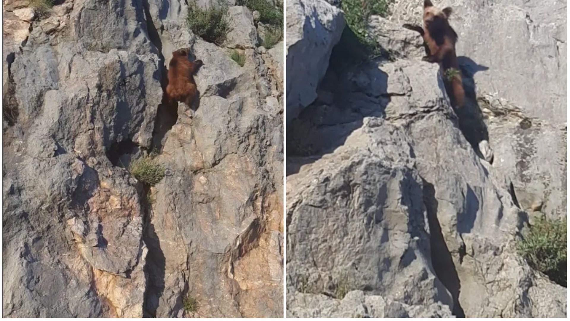 Najslađa snimka koju ćete danas vidjeti: Medvjedić se u sekundi popeo ...