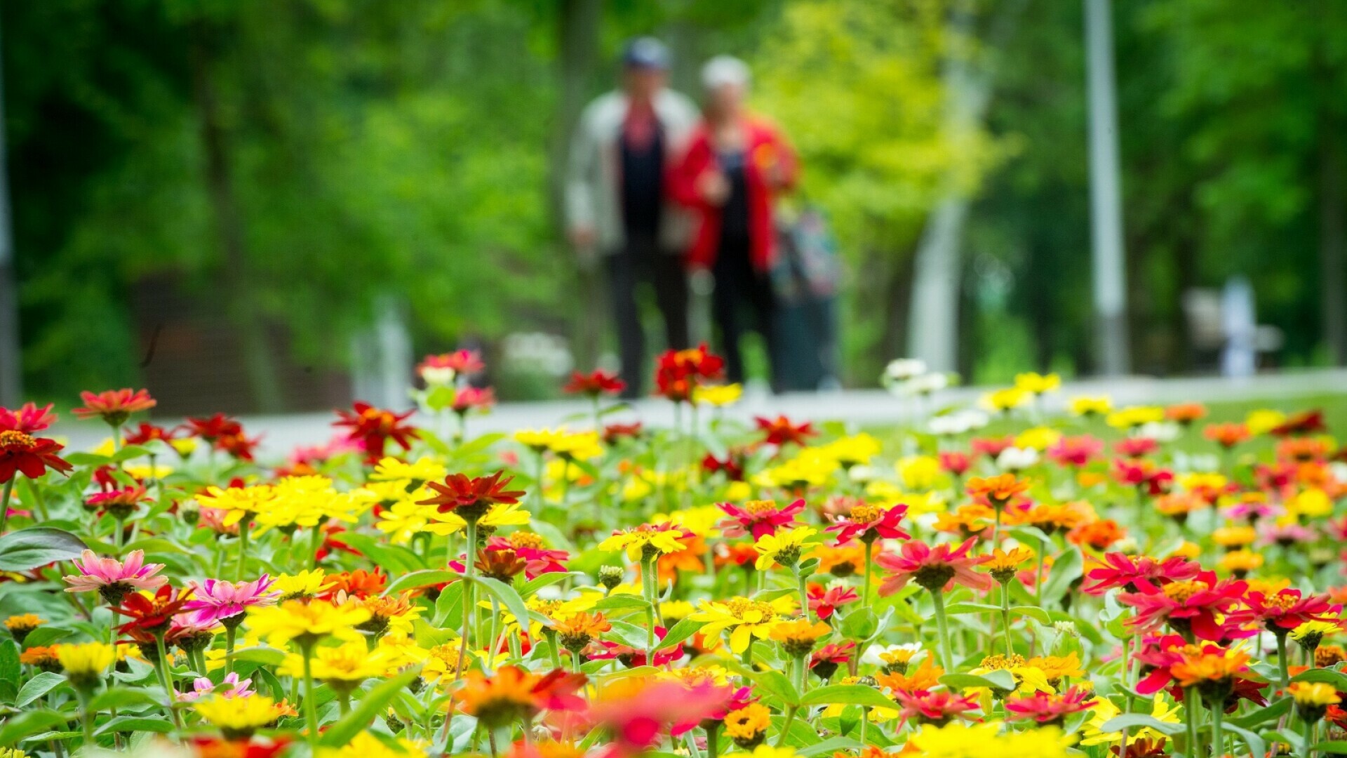 Počinje Floraart, najveća cvjetna izložba koje će otjerati sive oblake ...