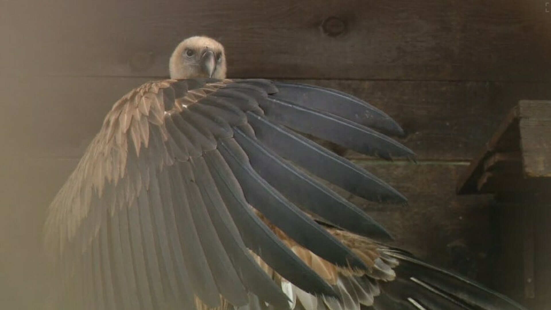 Zbog bezobzirnih kupača i turista ove veličanstvene zaštićene ptice ...