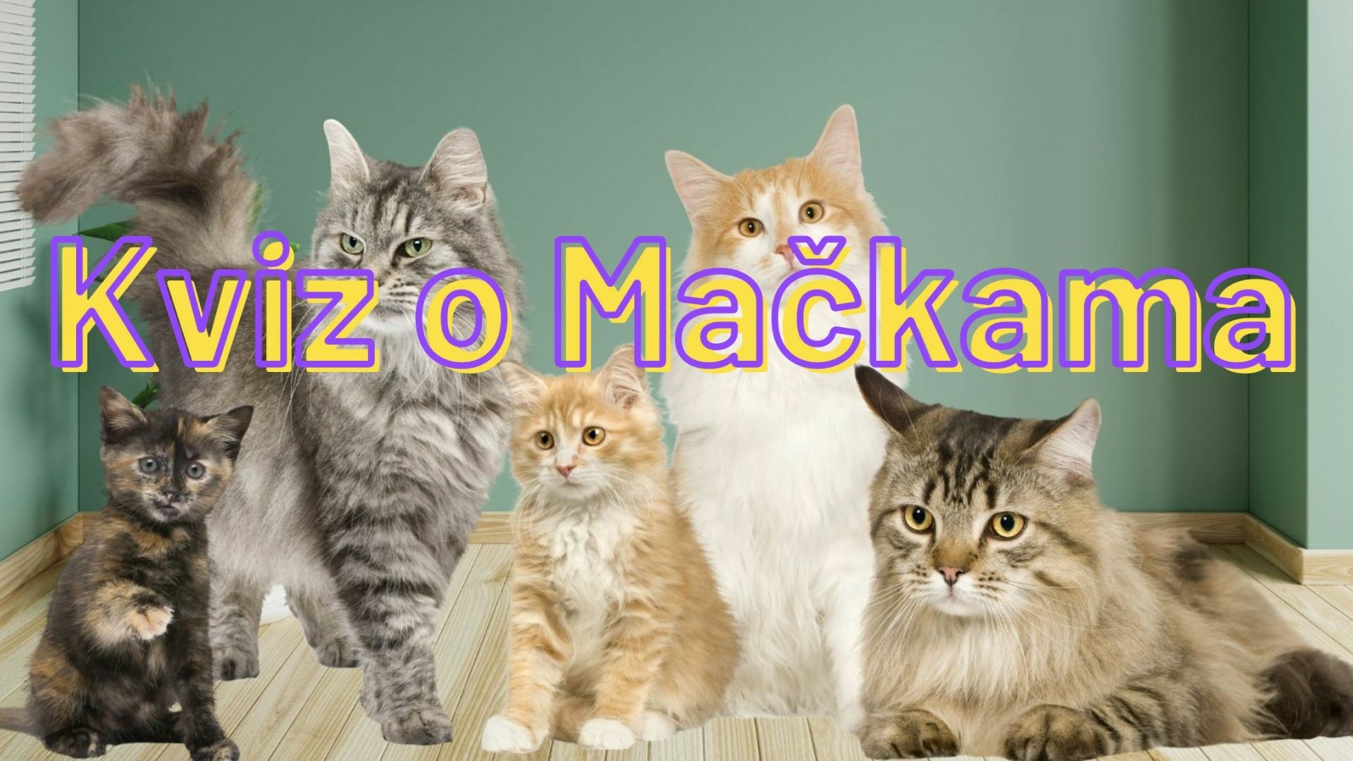 Volite mačke? Okušajte se u kvizu o macama i pokažite koliko ih poznajete