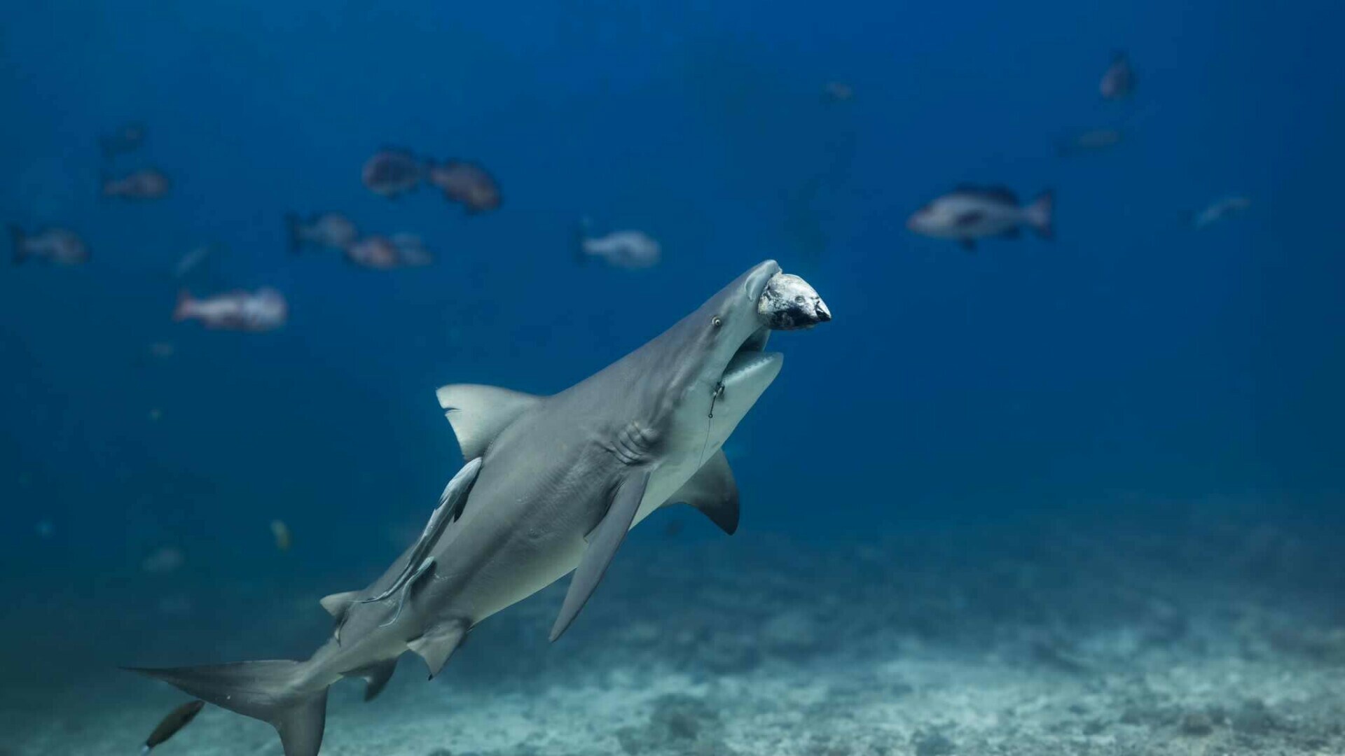 Antea u zemlji čudesa: Putopis iz tirkiznog raja koralja, morskih pasa i dobrih ljudi zbog kojeg ...