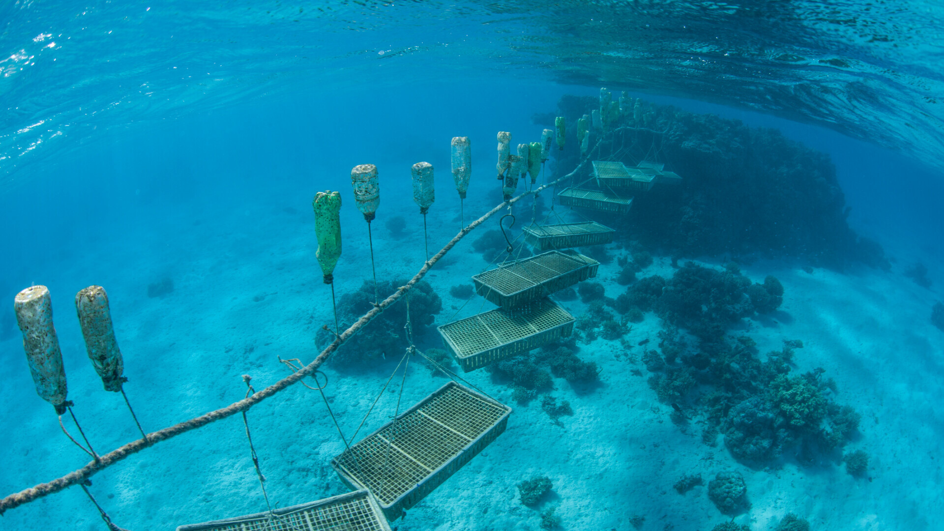 U uzgoj riba i školjkaša u Hrvatskoj uključuje se i umjetna inteligencija
