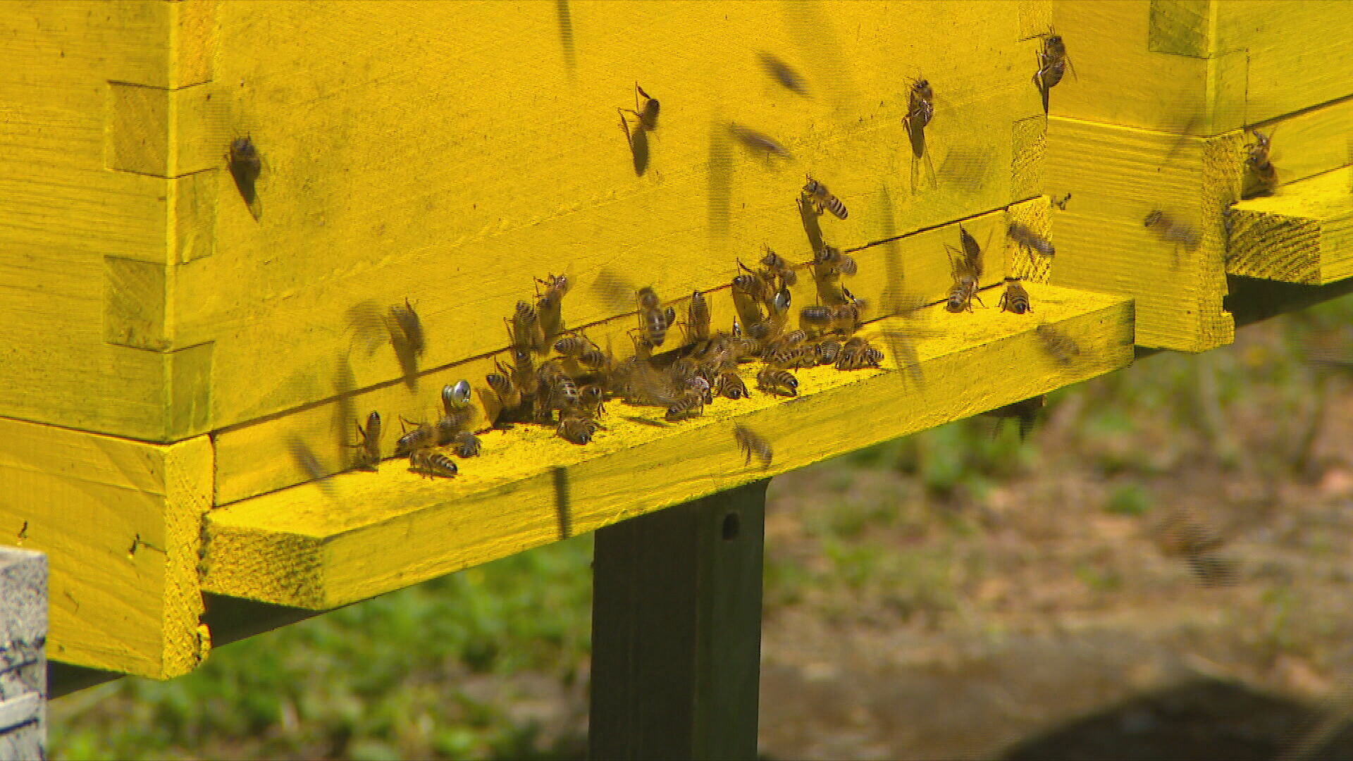Klimatske promjene utječu na razvoj pčela: Evo kako im možemo pomoći