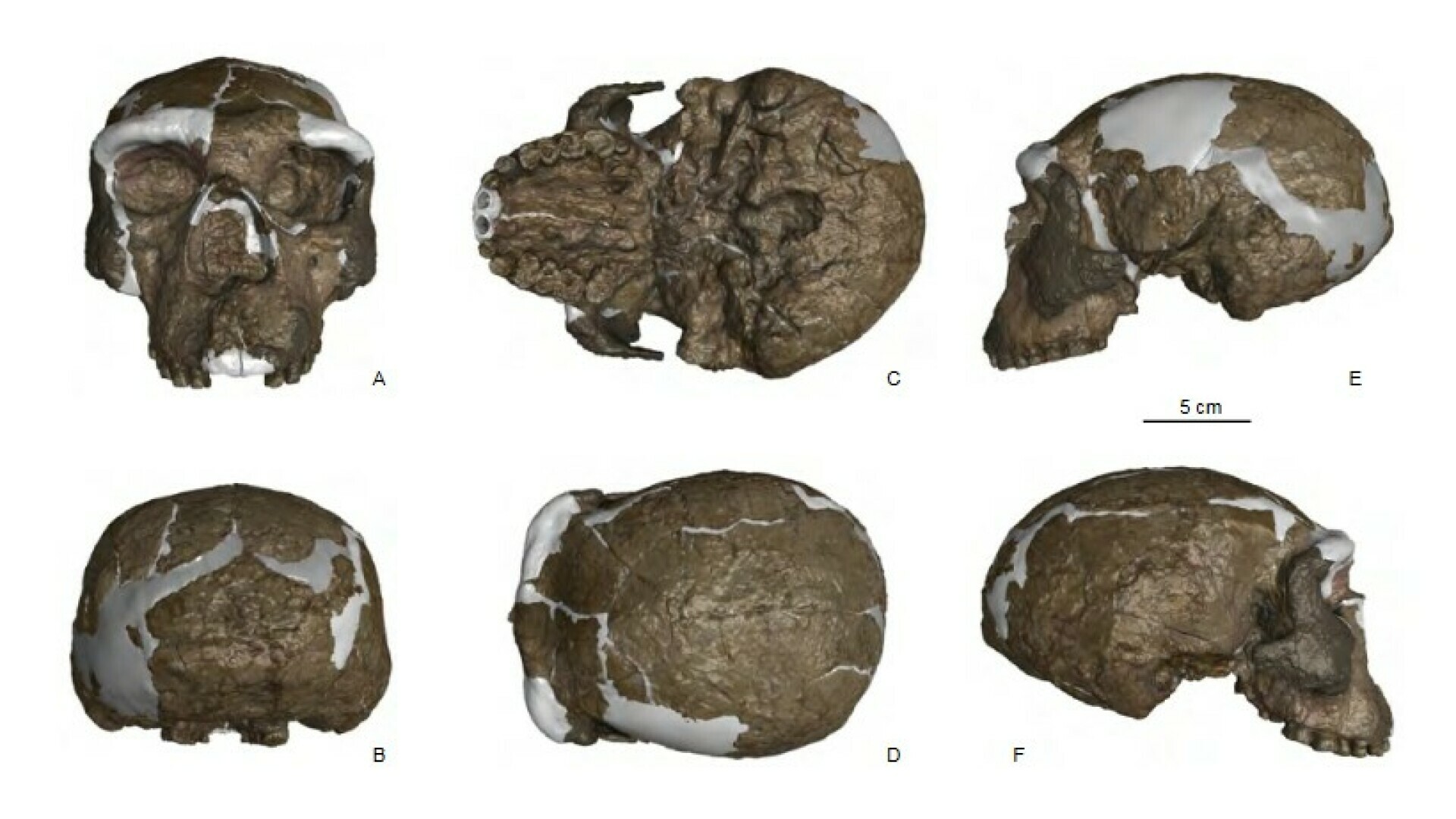 Lubanja pronađena u Kini možda je pripadala hibridu tajanstvenog ...