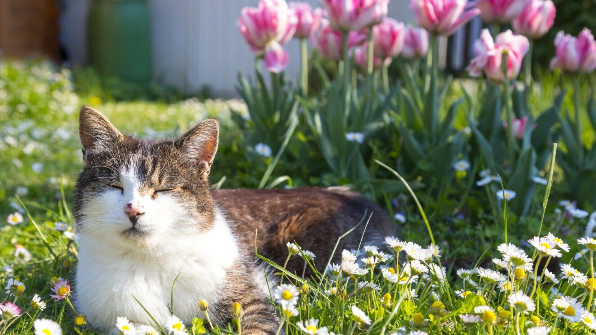 Otkrijte koji predivni cvijet može biti opasan za vašu mačku