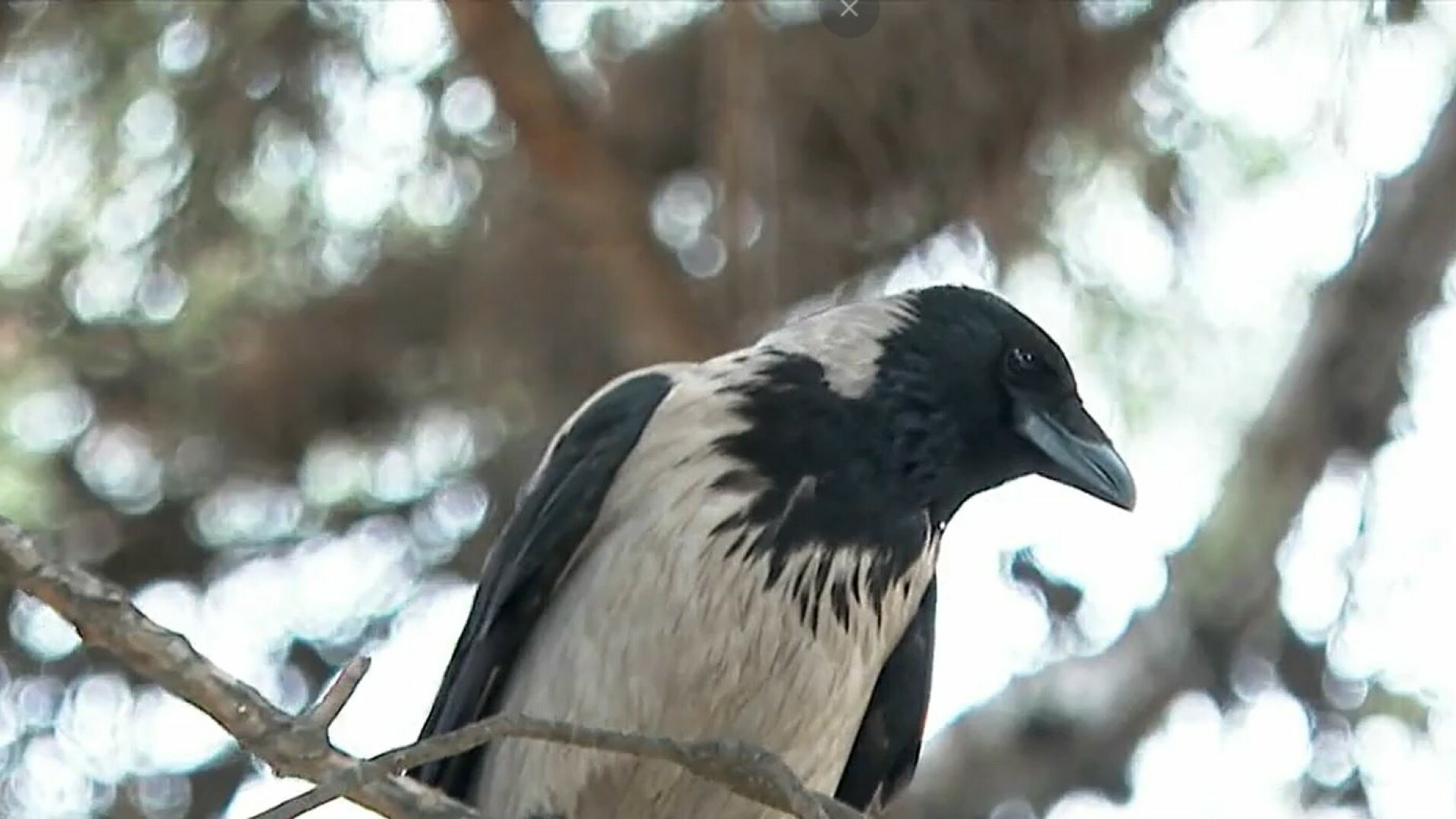 Vrane napadaju građane, kradu i po tržnici: "Branio sam se rukama kao u ...