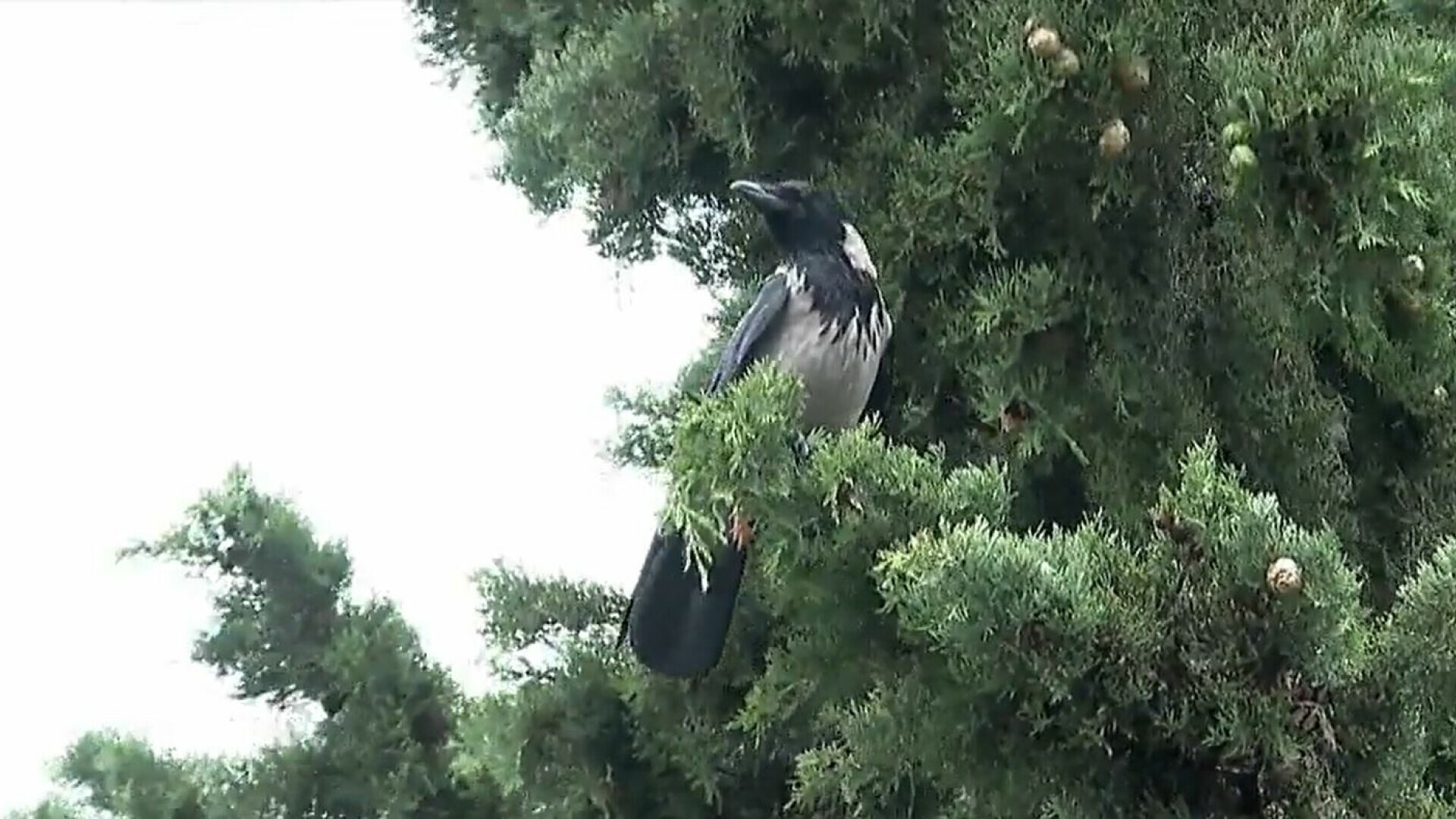 Vrane napadaju u Splitu