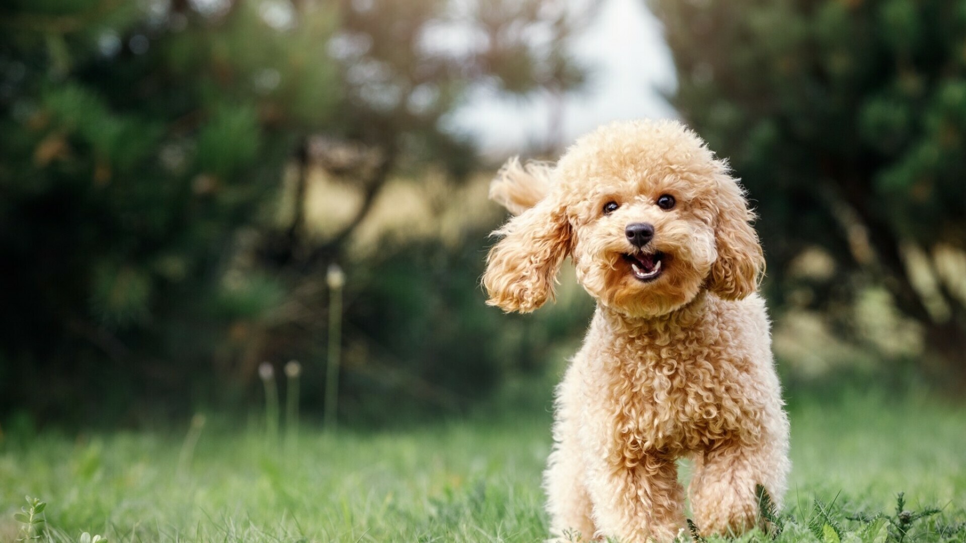 Pet pasmina idealnih za starije ljude, bit će najbolji prijatelji