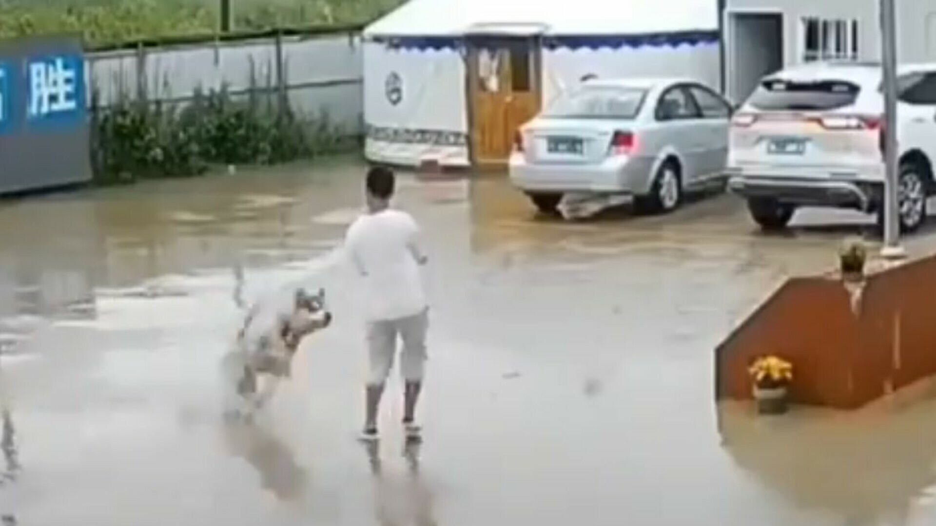 Njihovi psi izazivaju kaos gdje god se pojave, pogledajte samo taj urnebes