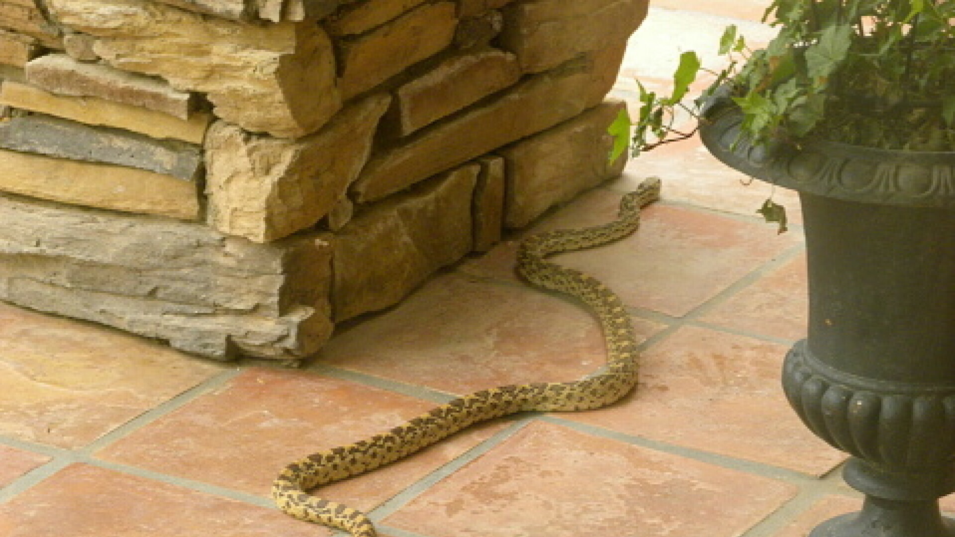 Ove stvari privlače zmije u vaš dom: Ako ih imate, odmah ih maknite!