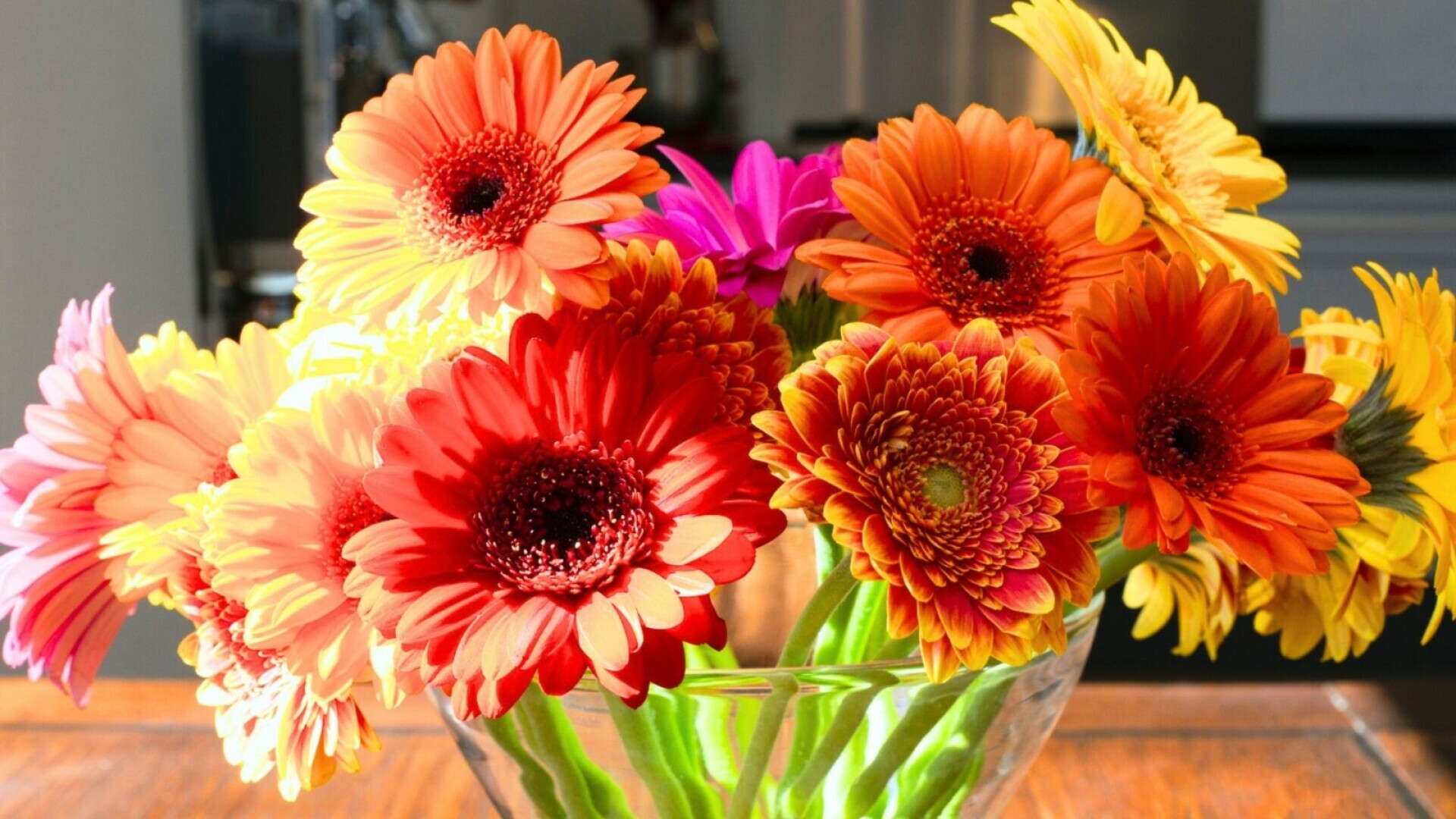 Krasni gerberi: Nezahtjevno cvijeće stvoreno za najslađe buketiće