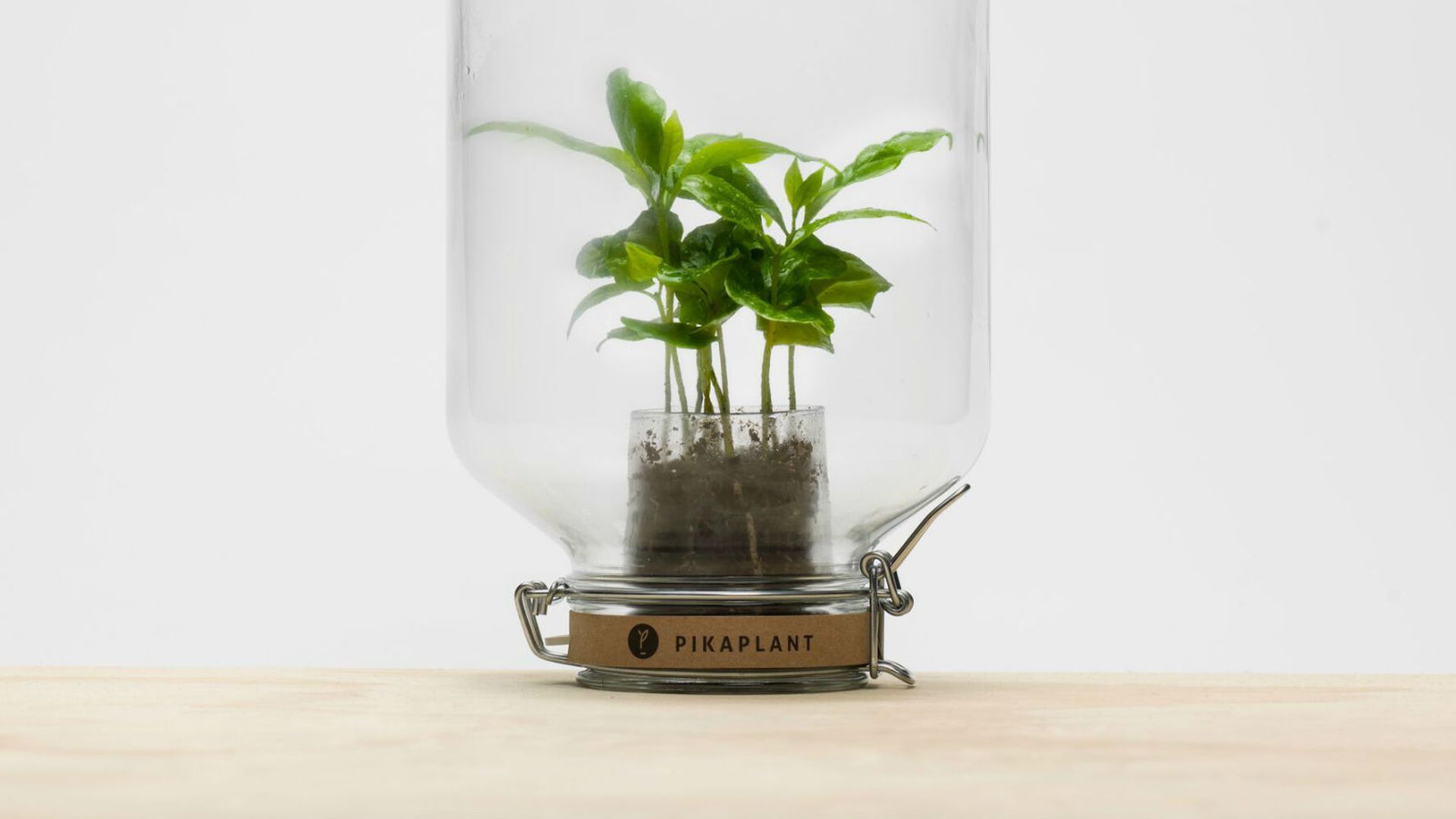 Pikaplant Jar: Biljka koju nije potrebno zalijevati