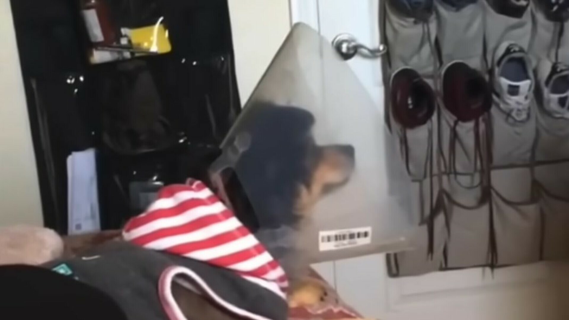 Gledala horor u društvu psa, njegova reakcija na strašnu scenu raznježila internet