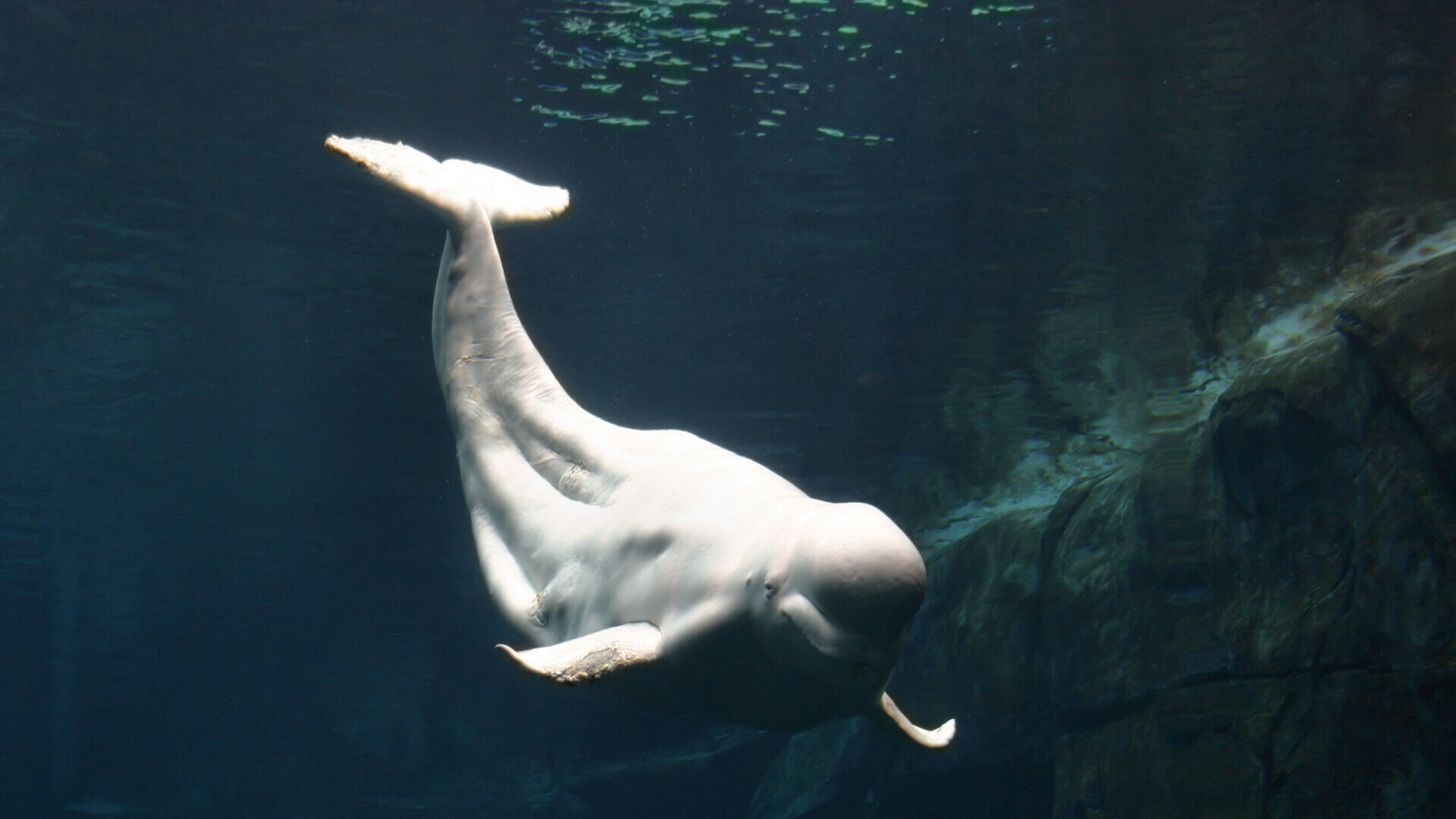 Stručnjakinja za kitove smatra da je Hvaldimir pripadao vojsci, ali ne ...