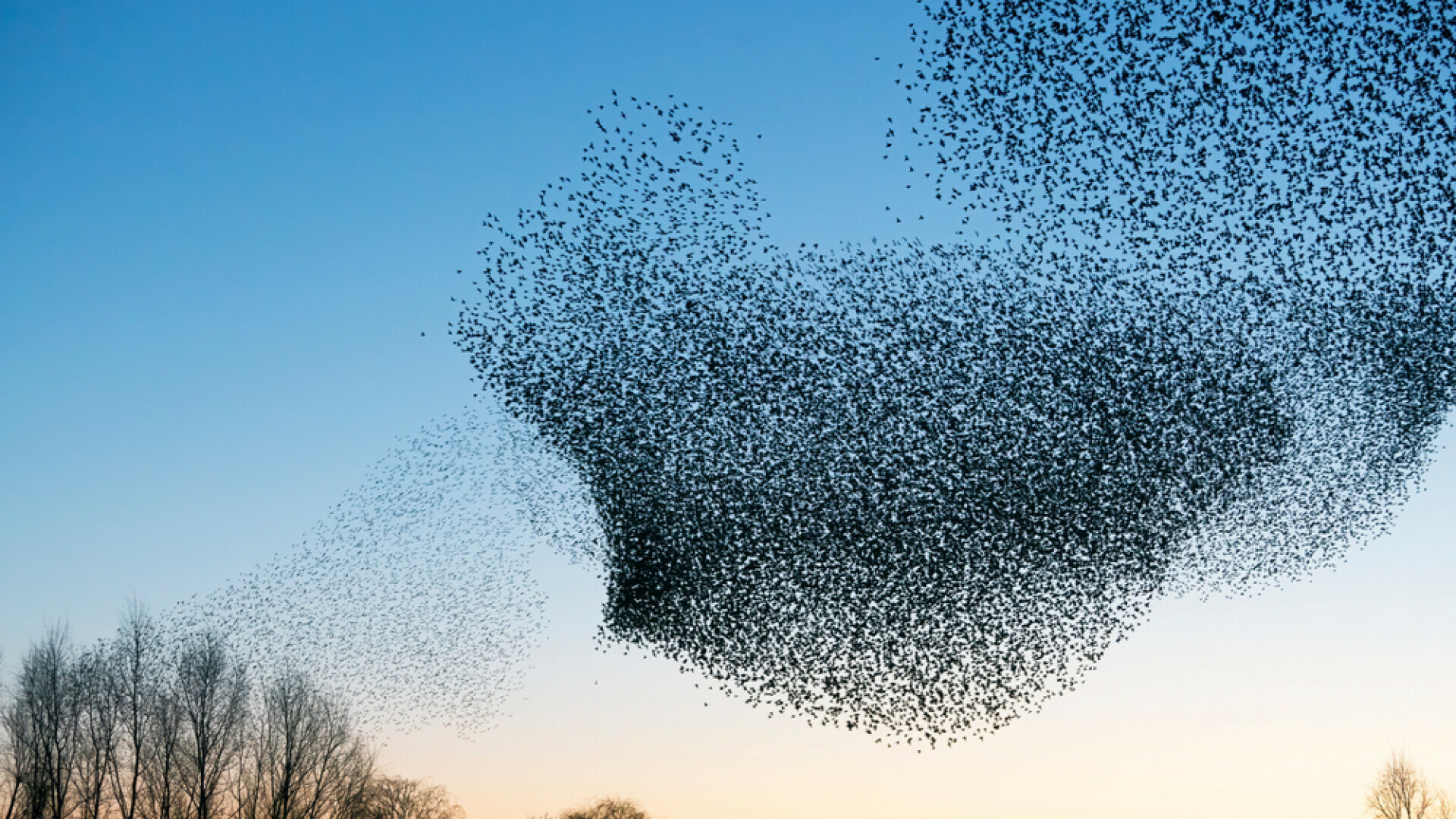 Zašto ptice stvaraju neobične oblike u letu? Fenomen koji izaziva ...