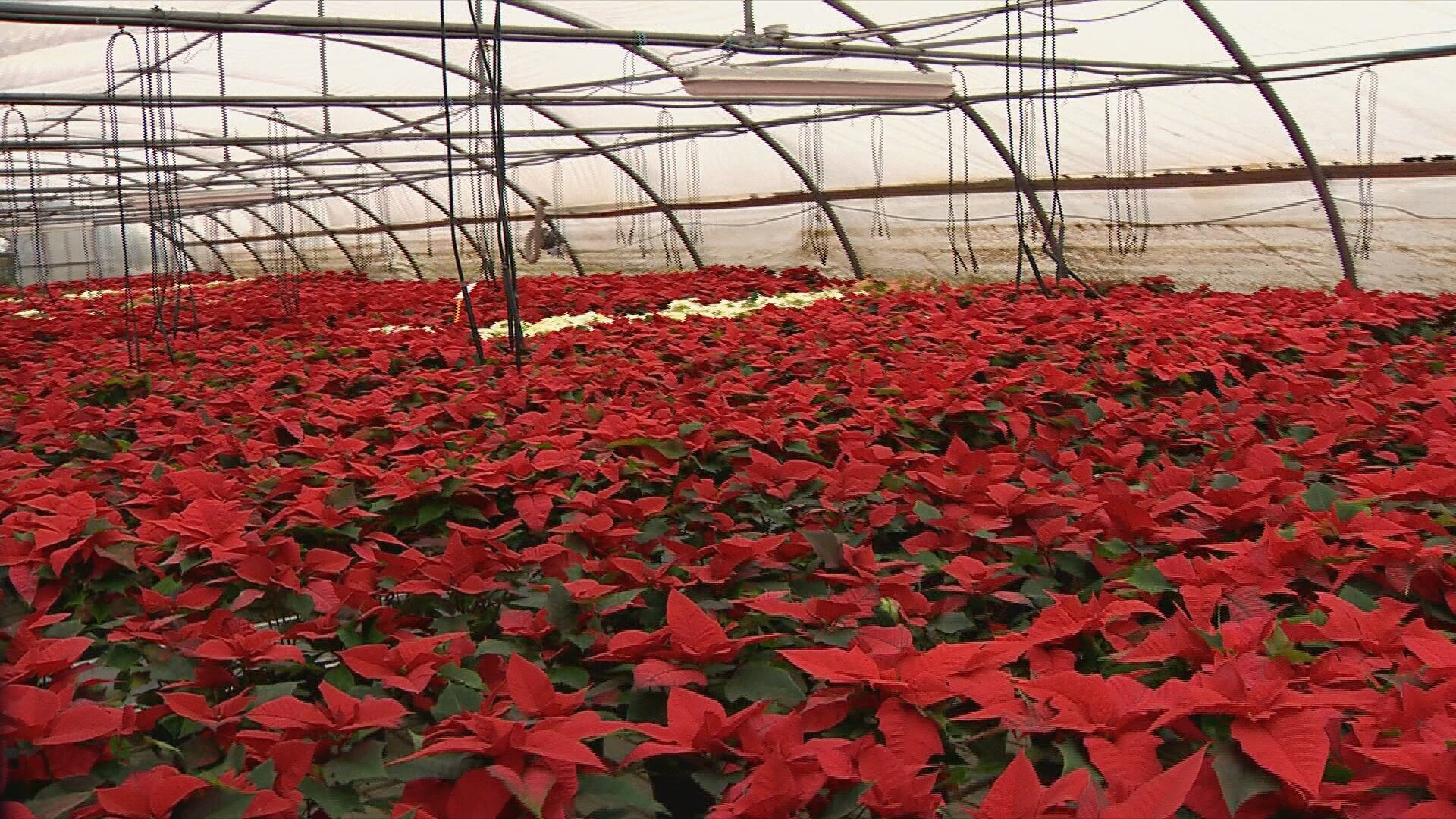 Stigao je najpopularniji božićni cvijet u mnogim bojama, no kakva mu je ...