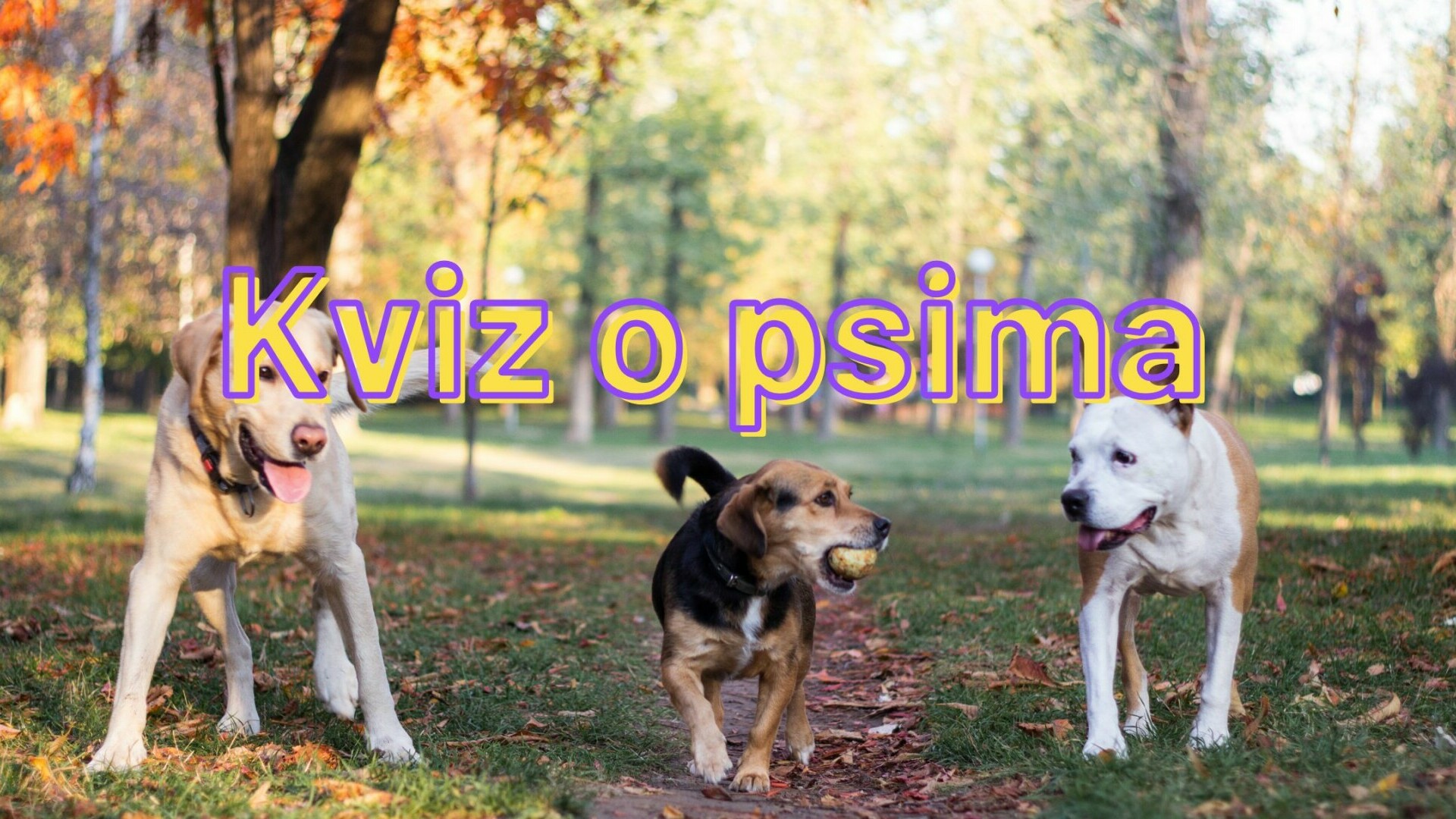 Ni veterinar ne može znati sve pasmine u ovom kvizu o psima! Probajte ...