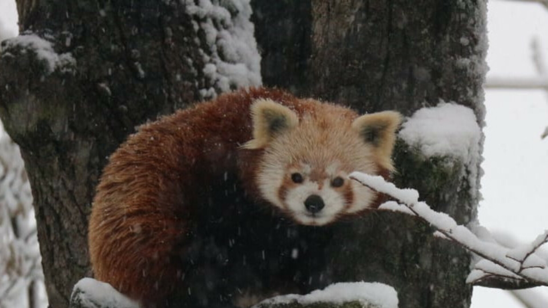 Zagrebački zoo vrt do kraja veljače organizira zanimljivi program "Ma ...