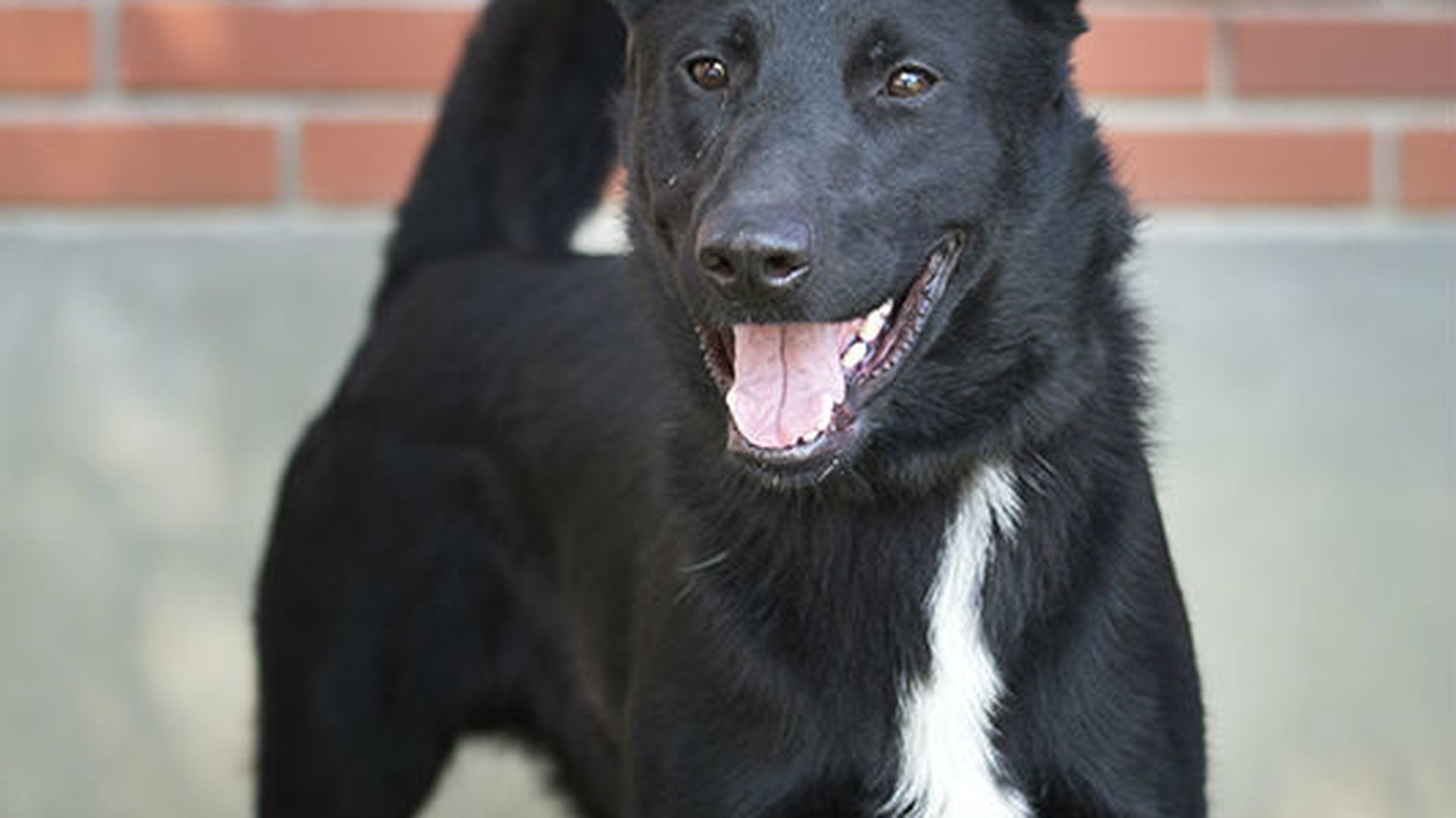 Te tople okice: Šest razloga zašto su crni psi tako posebni