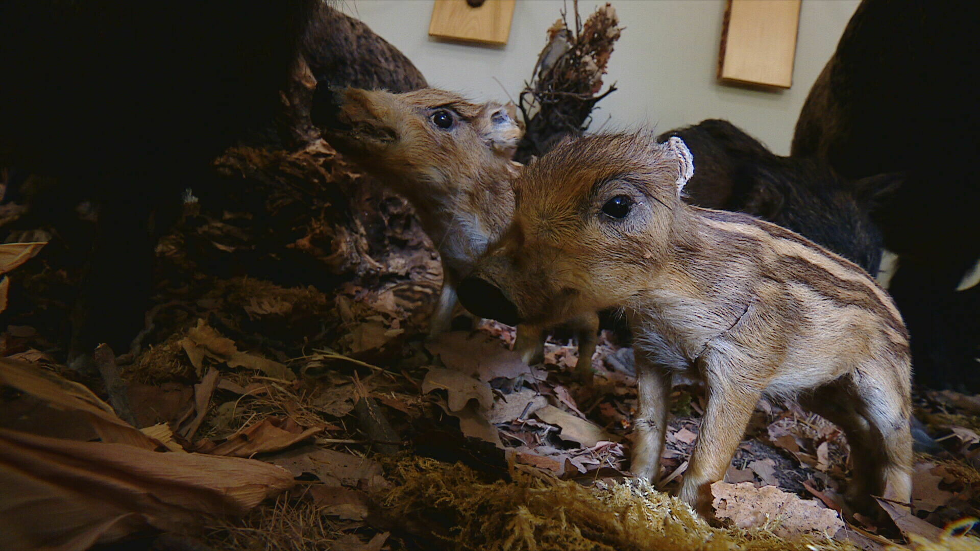 Desant divljih svinja na Zagreb: "Samo je pitanje kad će se šetati po ...