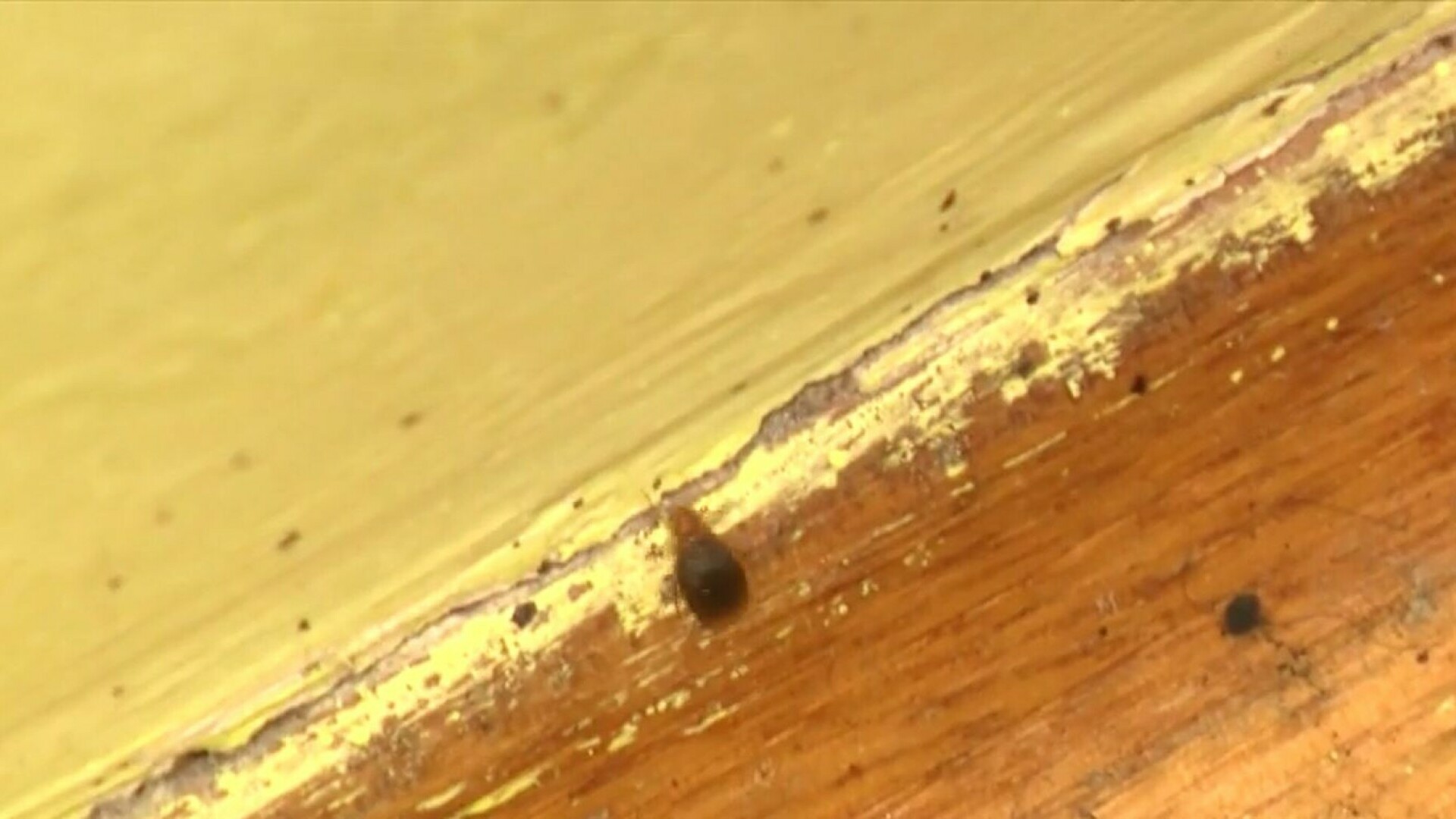 Riječki neboder vrvi stjenicama, građani očajni: "Ne može se spavati ...