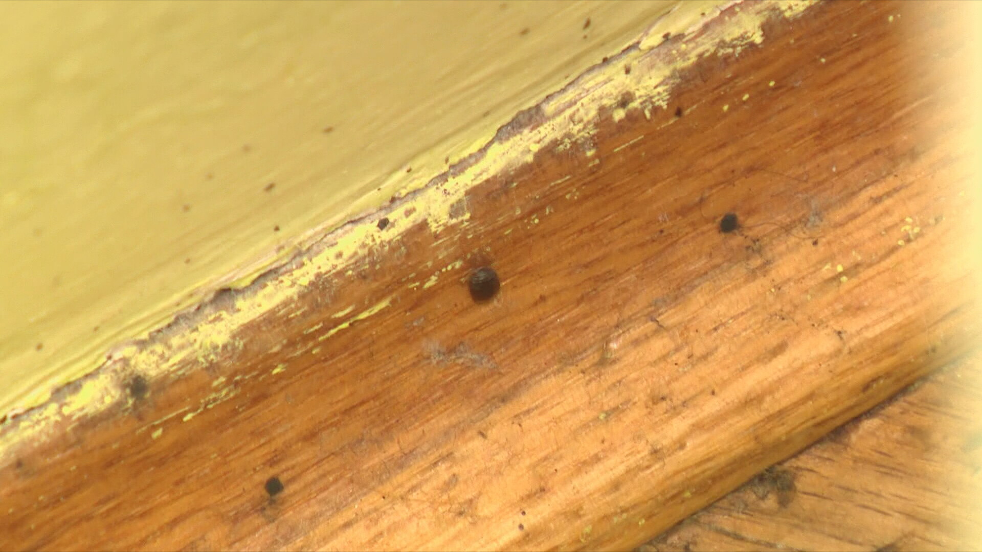 Riječki neboder vrvi stjenicama, građani očajni: "Ne može se spavati ...