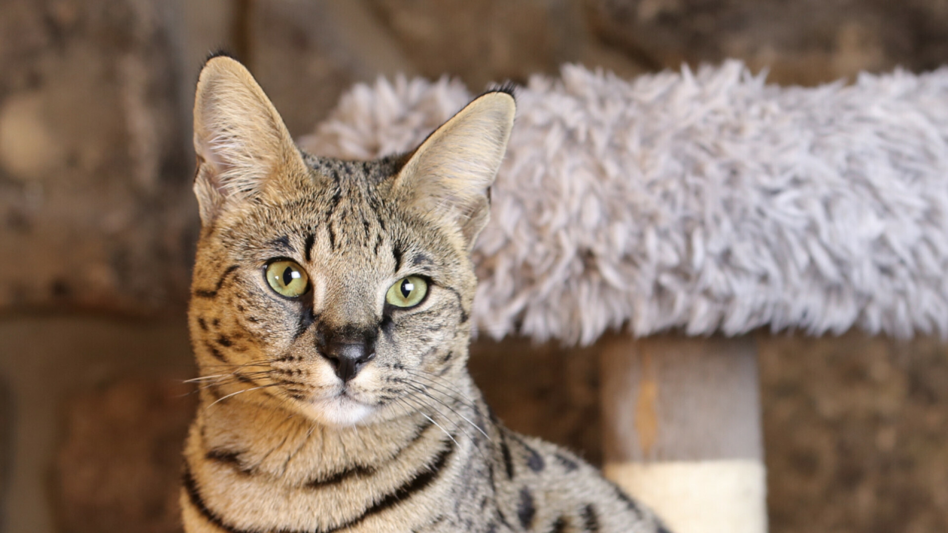 Nježni divovi: 10 najvećih pasmina mačaka na svijetu