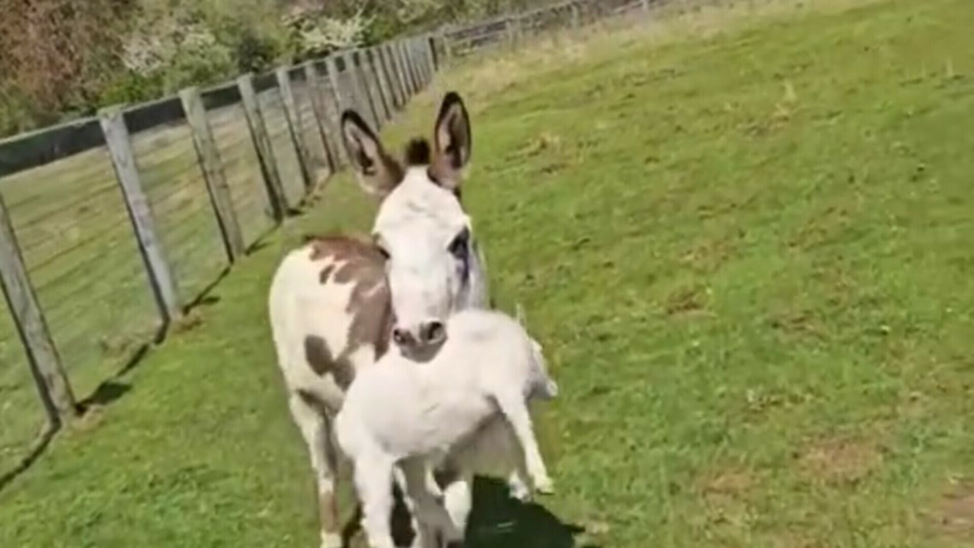 Život na farmi nije čista idila, farmeri podijelili snimke kaosa koji ...