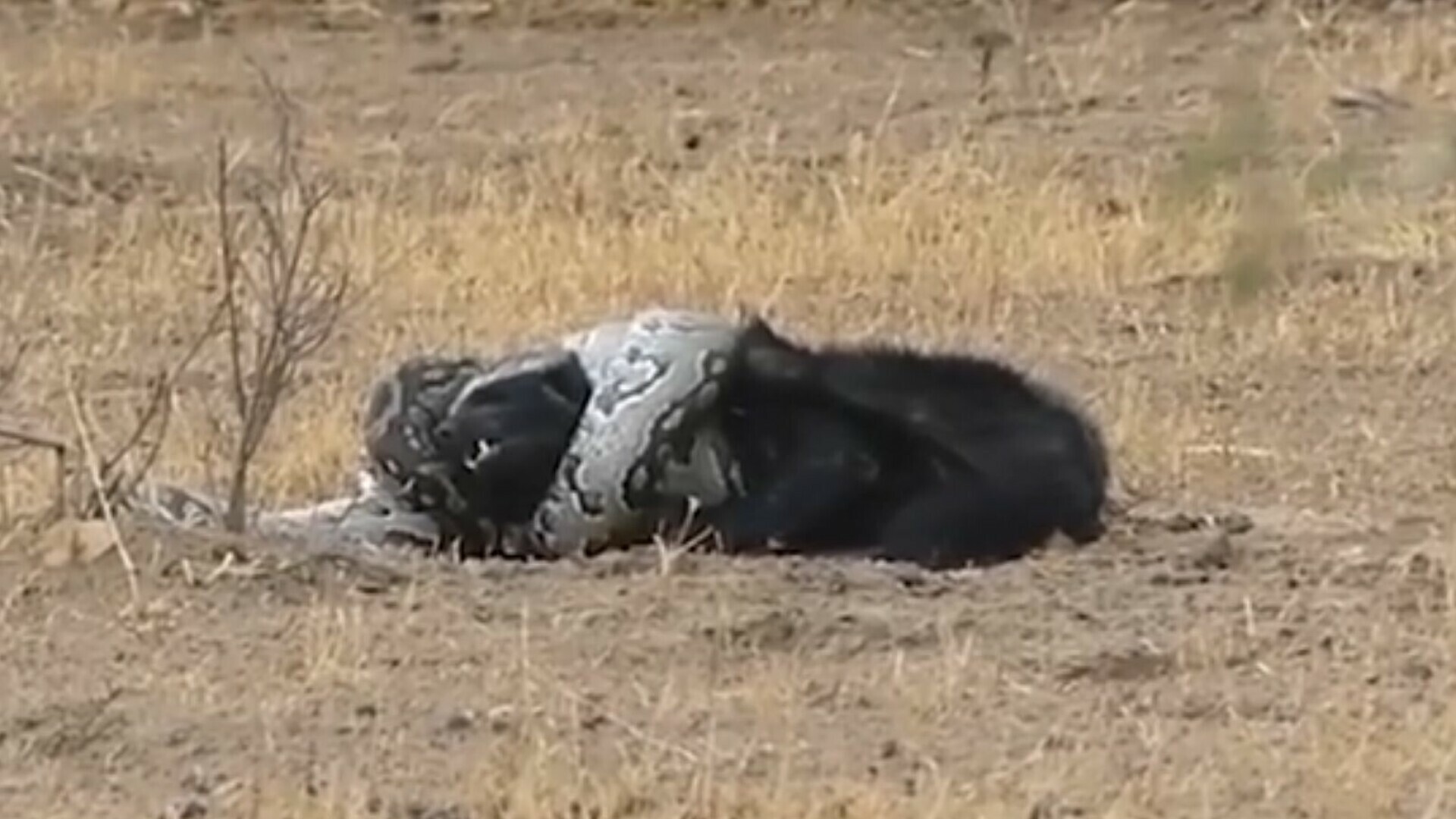 Obračun između jazavca i pitona dobio preokret u zadnjoj rundi, ishod ...