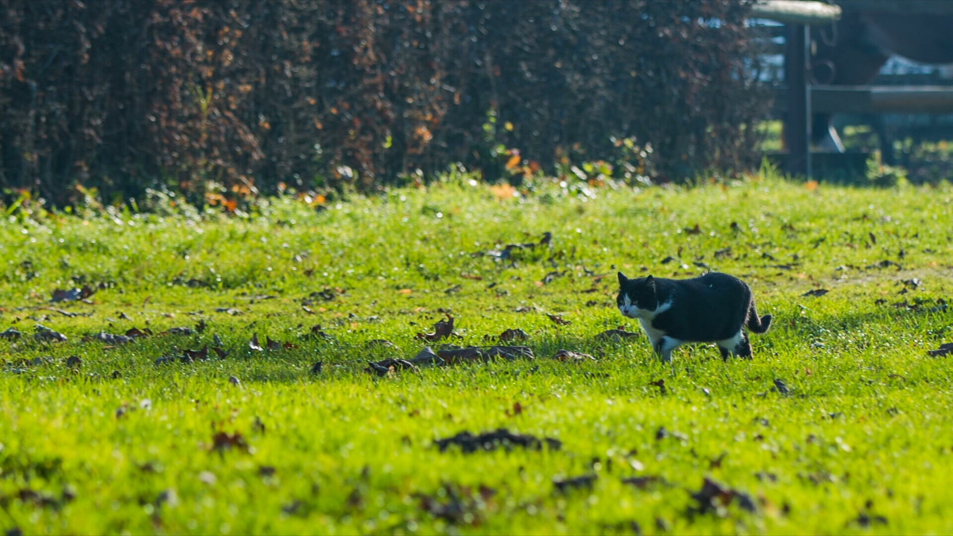 Mačja kuga u Zagrebu