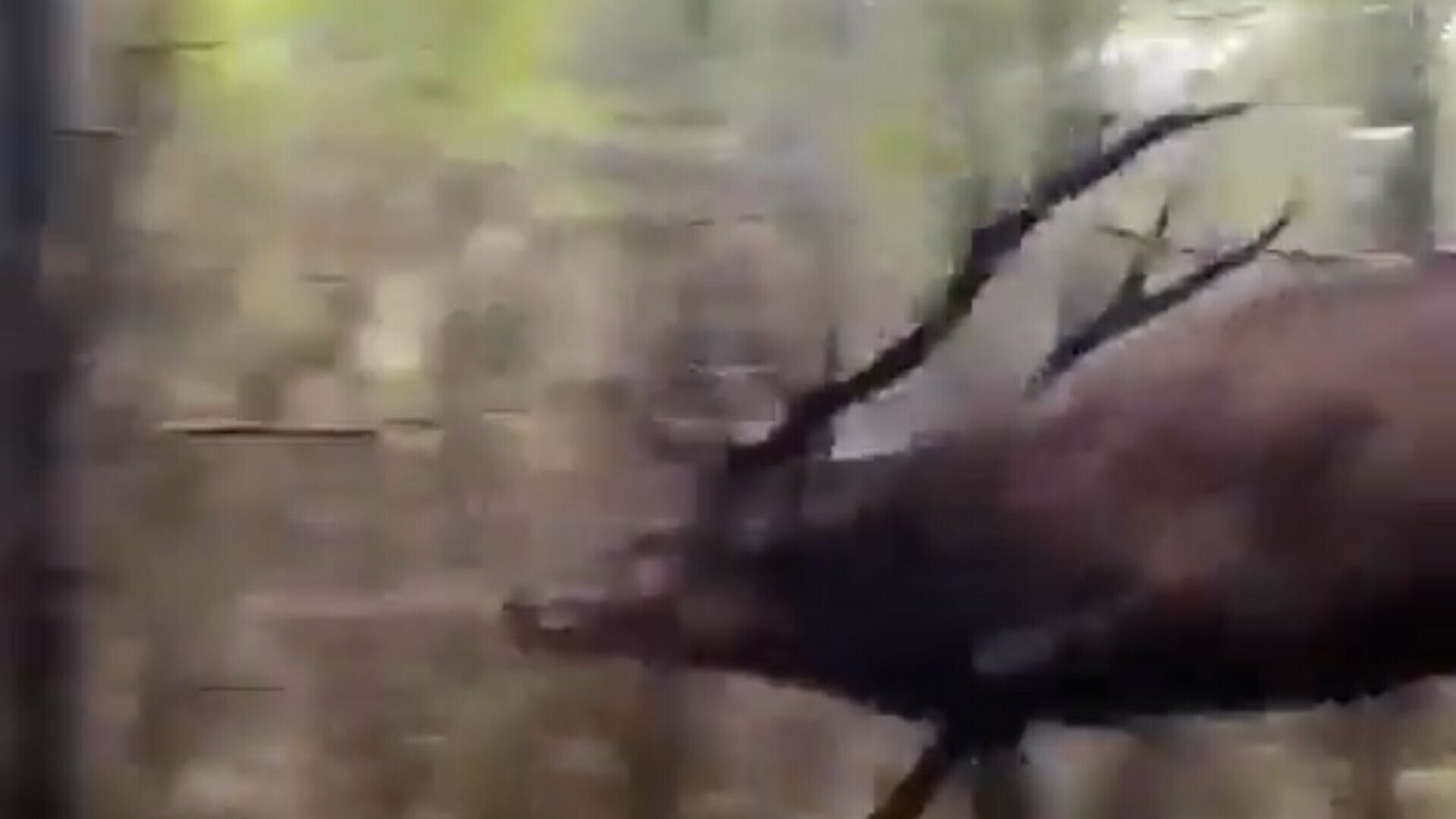 Čini se da leteći jeleni nisu samo priča za djecu, oni su doživjeli bliski susret koji ih je ...