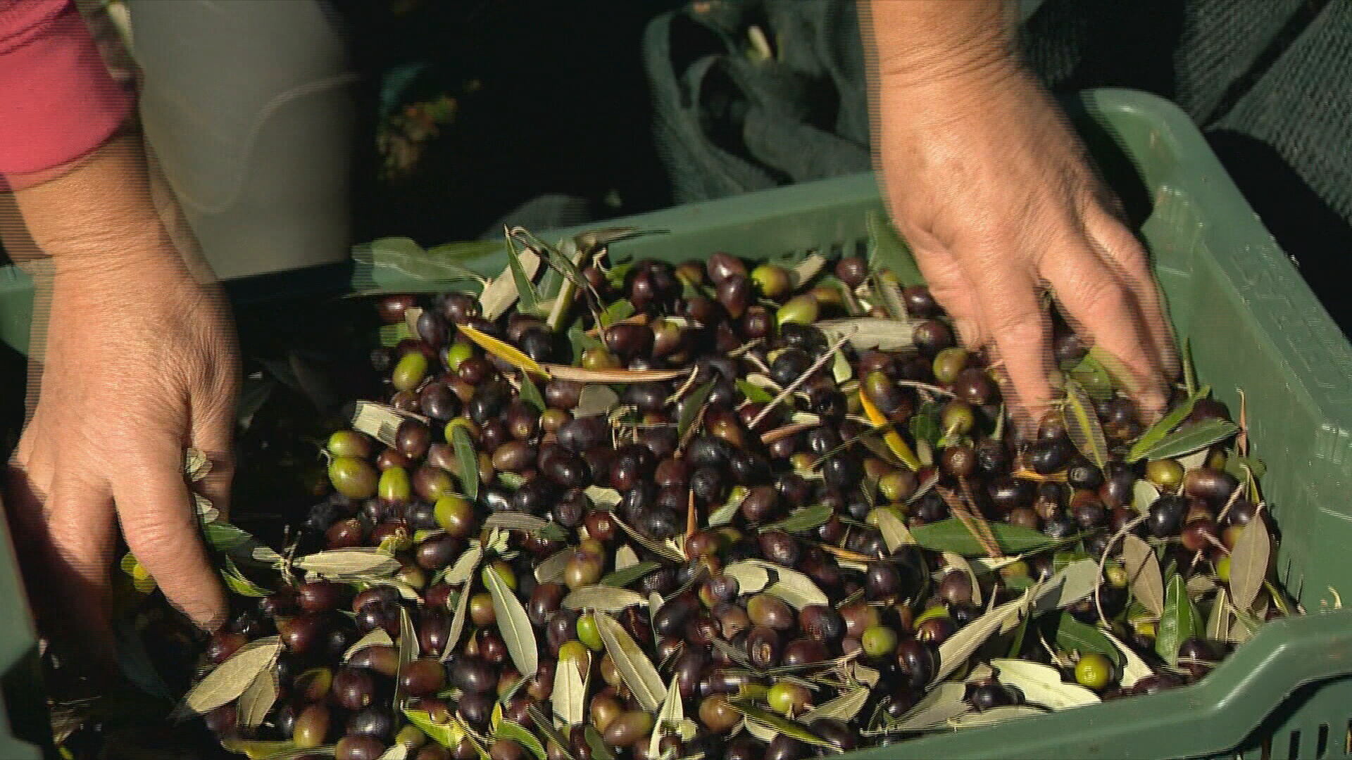 Zovu ga zlatom Mediterana, a ove godine plod je bogatiji uljem: "Bit će ...
