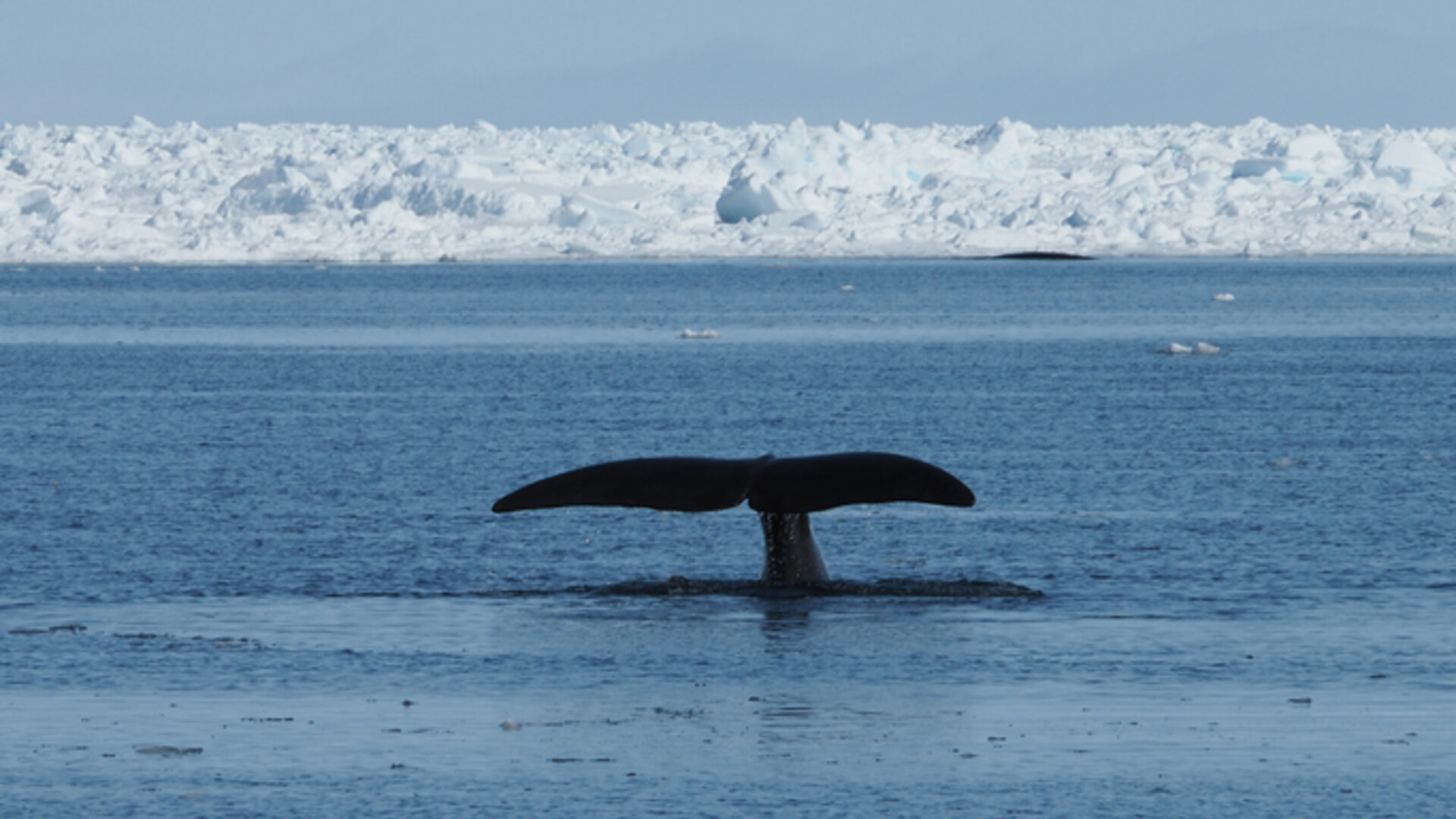 Znanstvenici otkrili molekulu koja prkosi starenju i koja dolazi iz ...