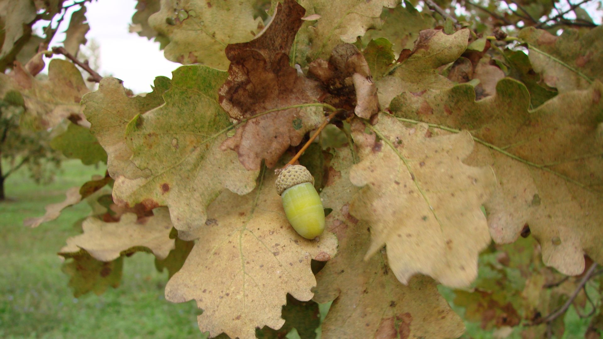 Jesu li ubodi mrežastih stjenica opasni i možemo li se ikako zaštititi?