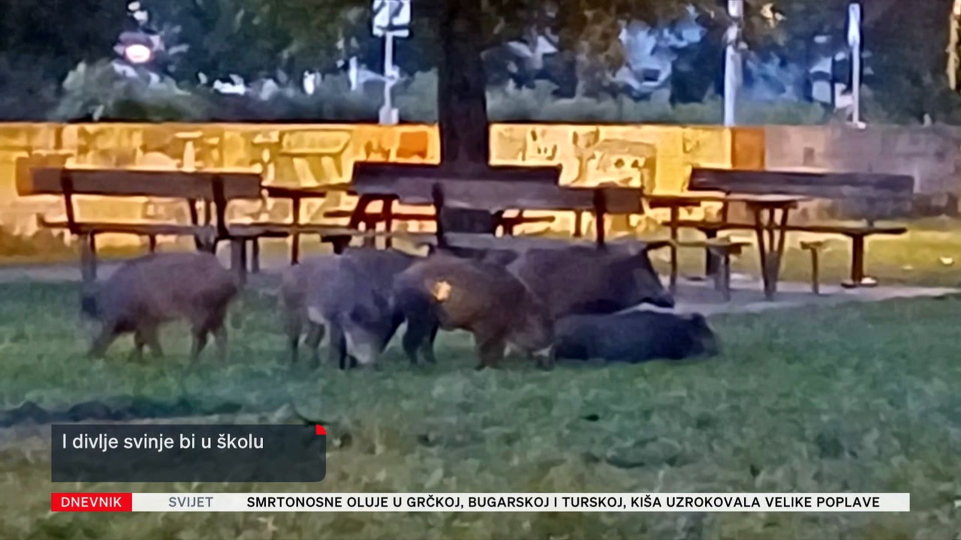 Divlje svinje u Zagrebu