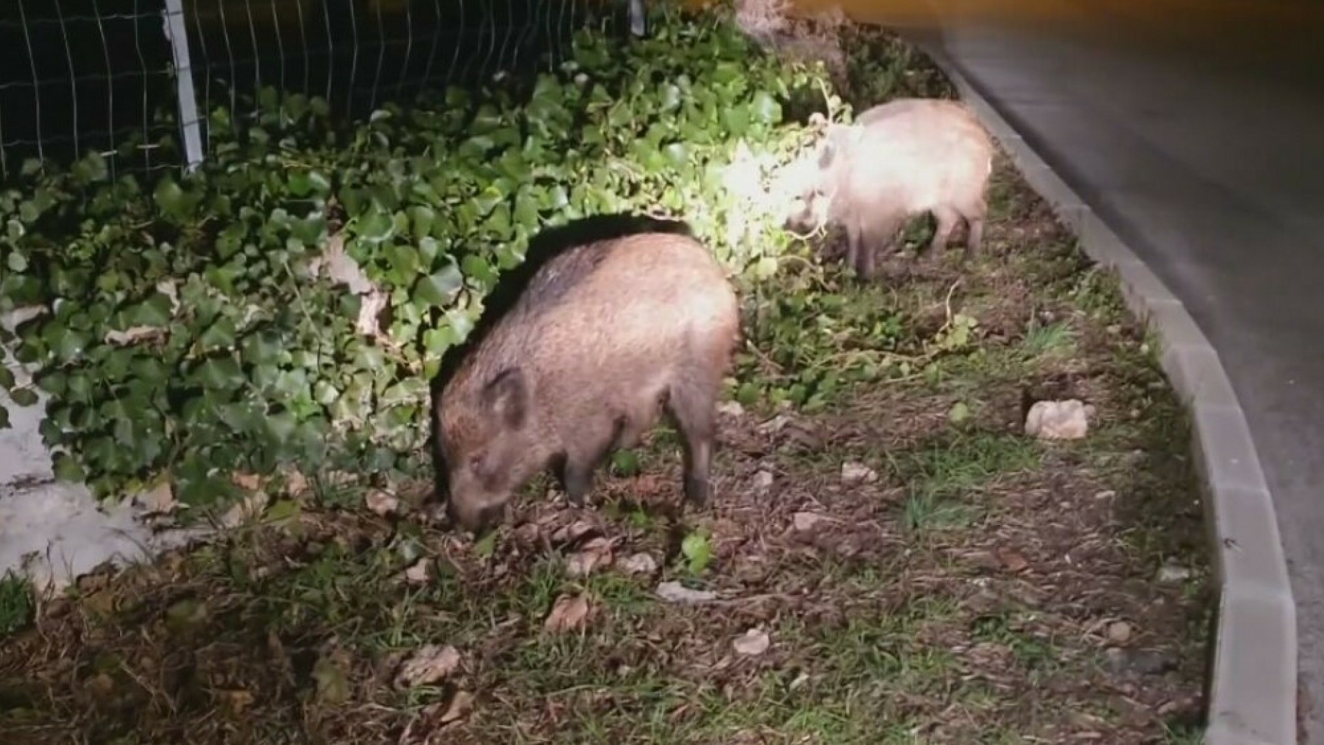 Divlje svinje haraju po Slavonskom Brodu