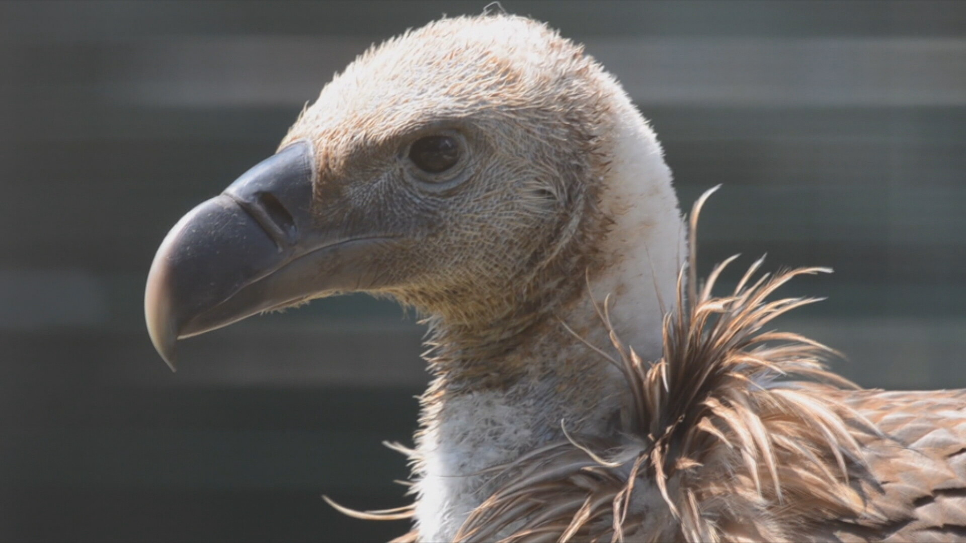 VIDEO Populacija ugrožene vrste raste: Veličanstvena ptica grabljivica ...