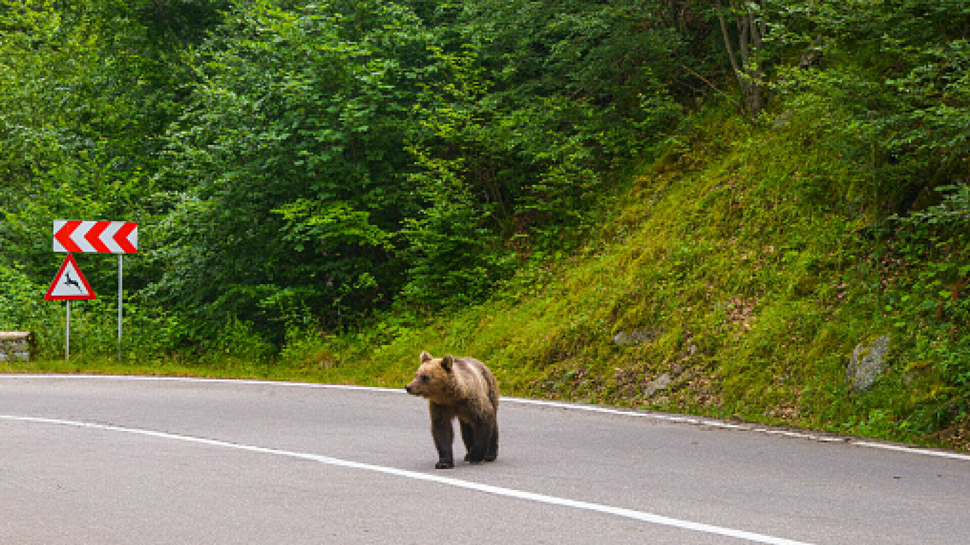 Još jedan medvjed naletio na ljude, ovog puta kod Knina: "Tresao sam se ...