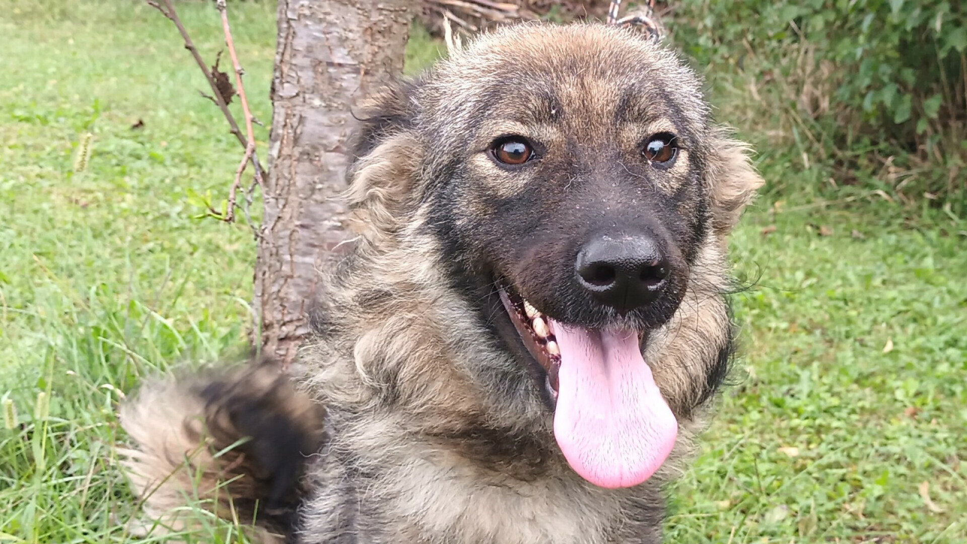 "Uz psa do zdravlja": Velika šetnja građana i njihovih ljubimaca u ...